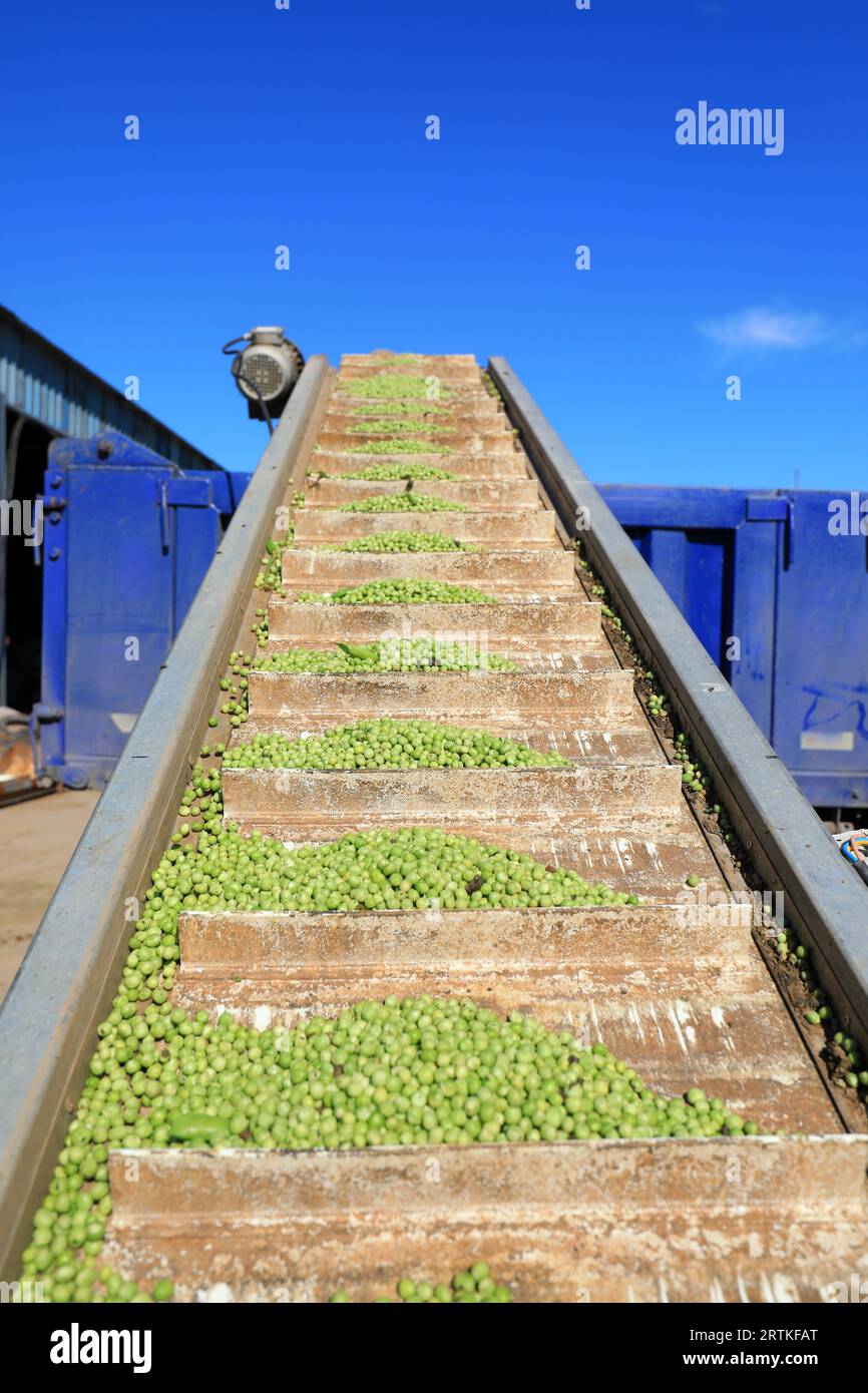 Agricultural machinery threshing operation on the farm, North China ...
