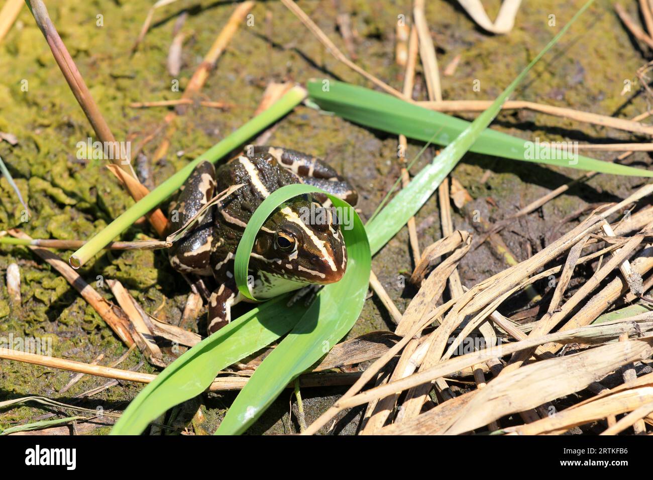 The beneficial frog hi-res stock photography and images - Alamy
