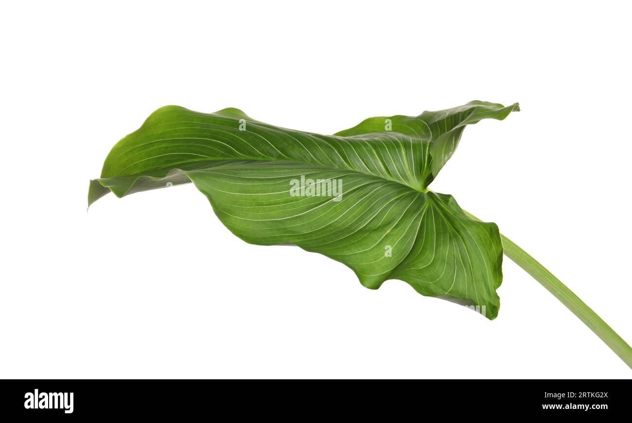 Beautiful green calla lily leaf on white background Stock Photo - Alamy