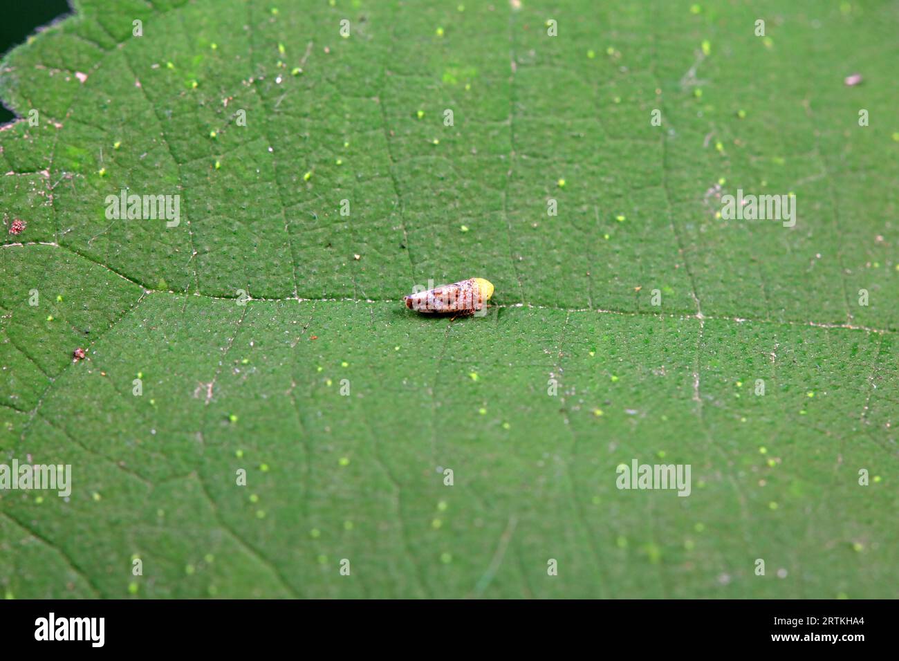 Leaf cicada on wild plants, North China Stock Photo - Alamy