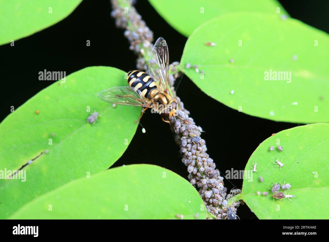 Aphid eating flies in the wild, North China Stock Photo - Alamy