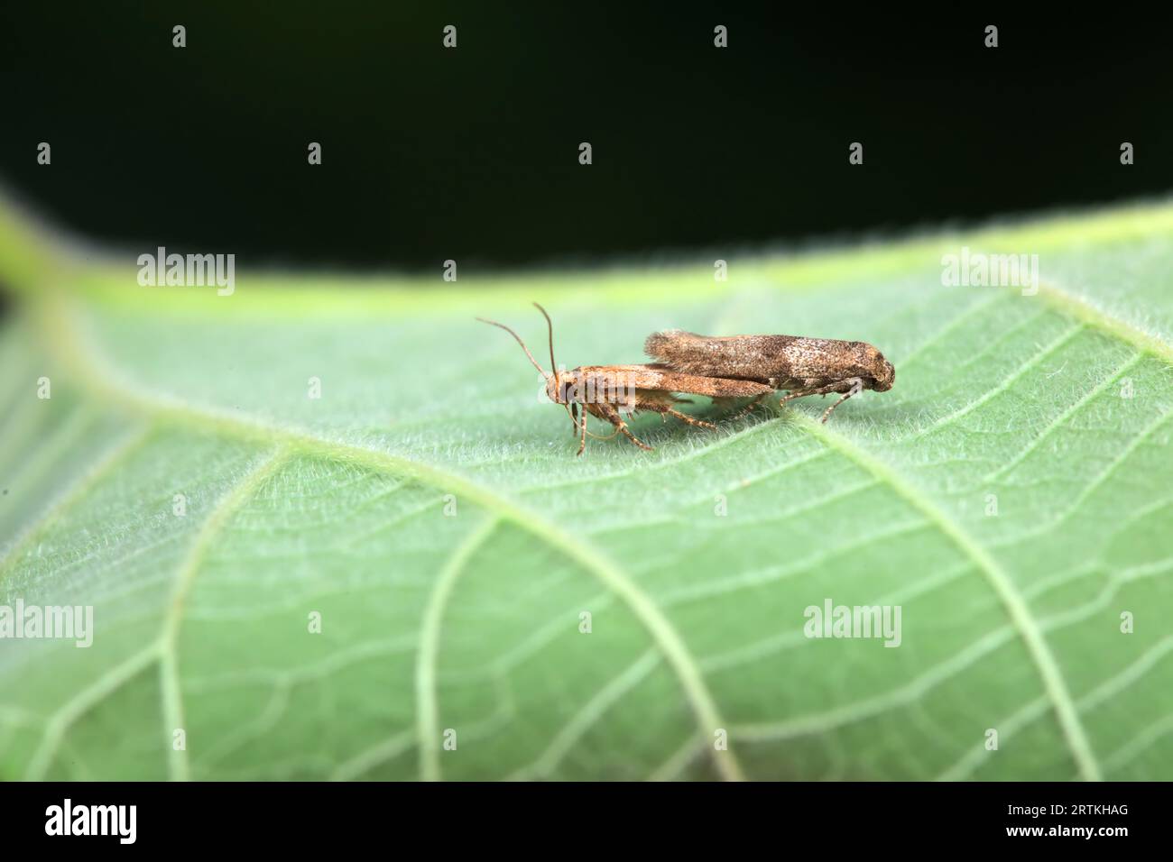 Lepidoptera insects in the wild, North China Stock Photo - Alamy
