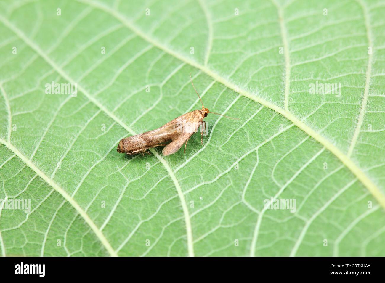 Lepidoptera insects in the wild, North China Stock Photo - Alamy