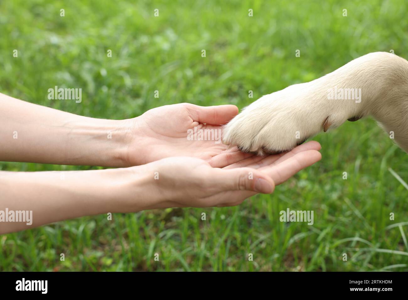 Dog woman owner hand shake hi-res stock photography and images - Alamy