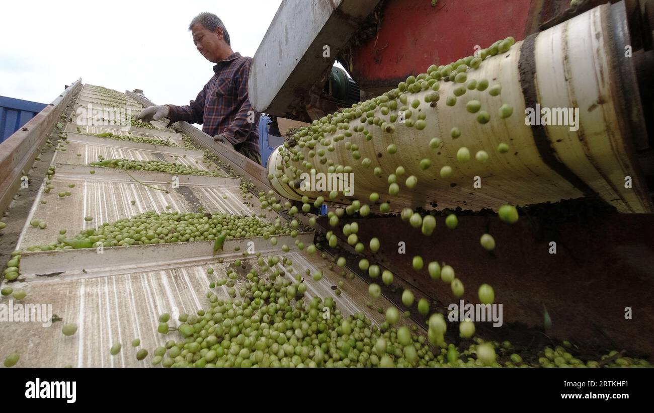 LUANNAN COUNTY, China - June 7, 2021: farmers use agricultural ...