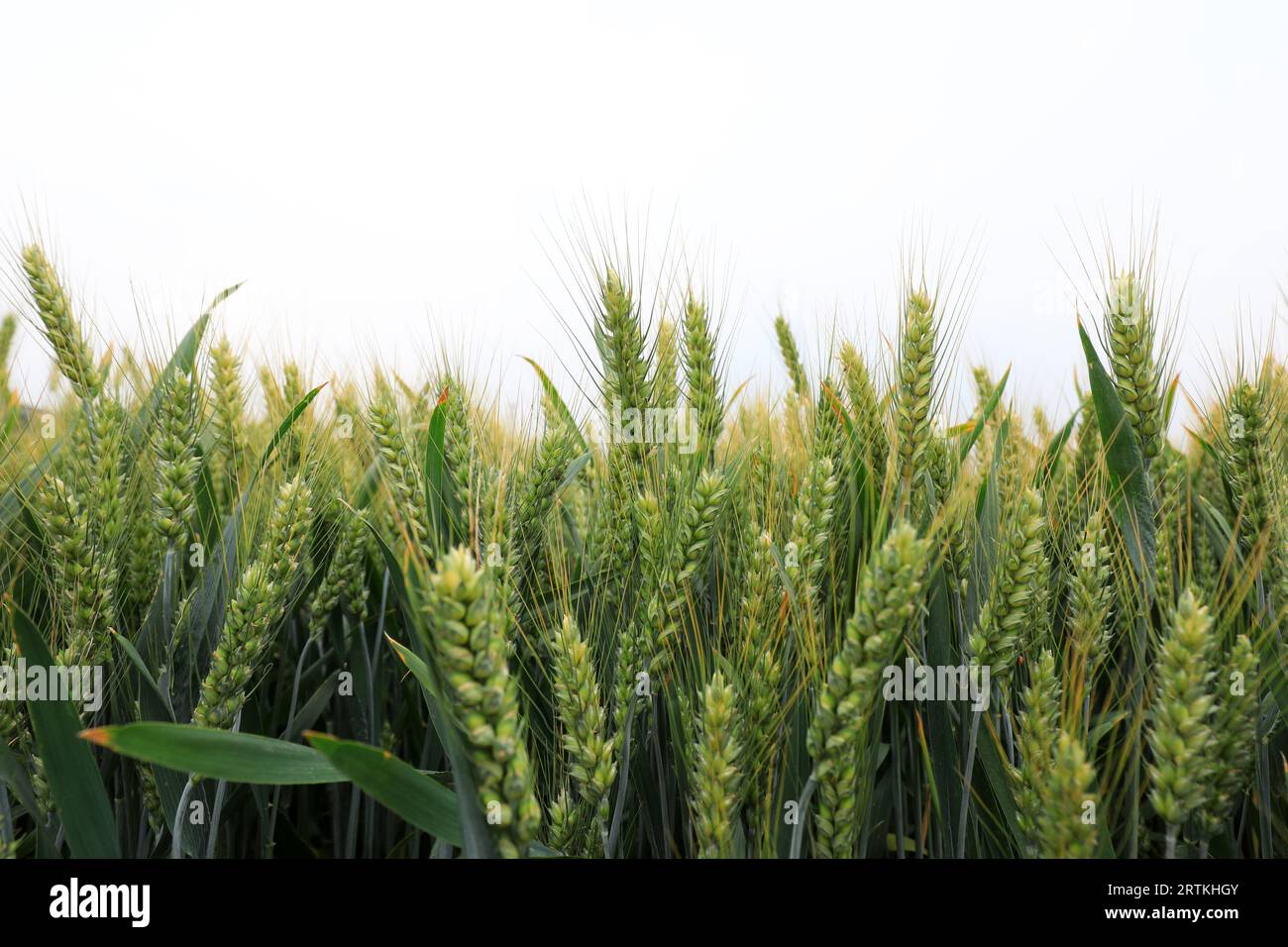 Maturing wheat in north hi-res stock photography and images - Alamy