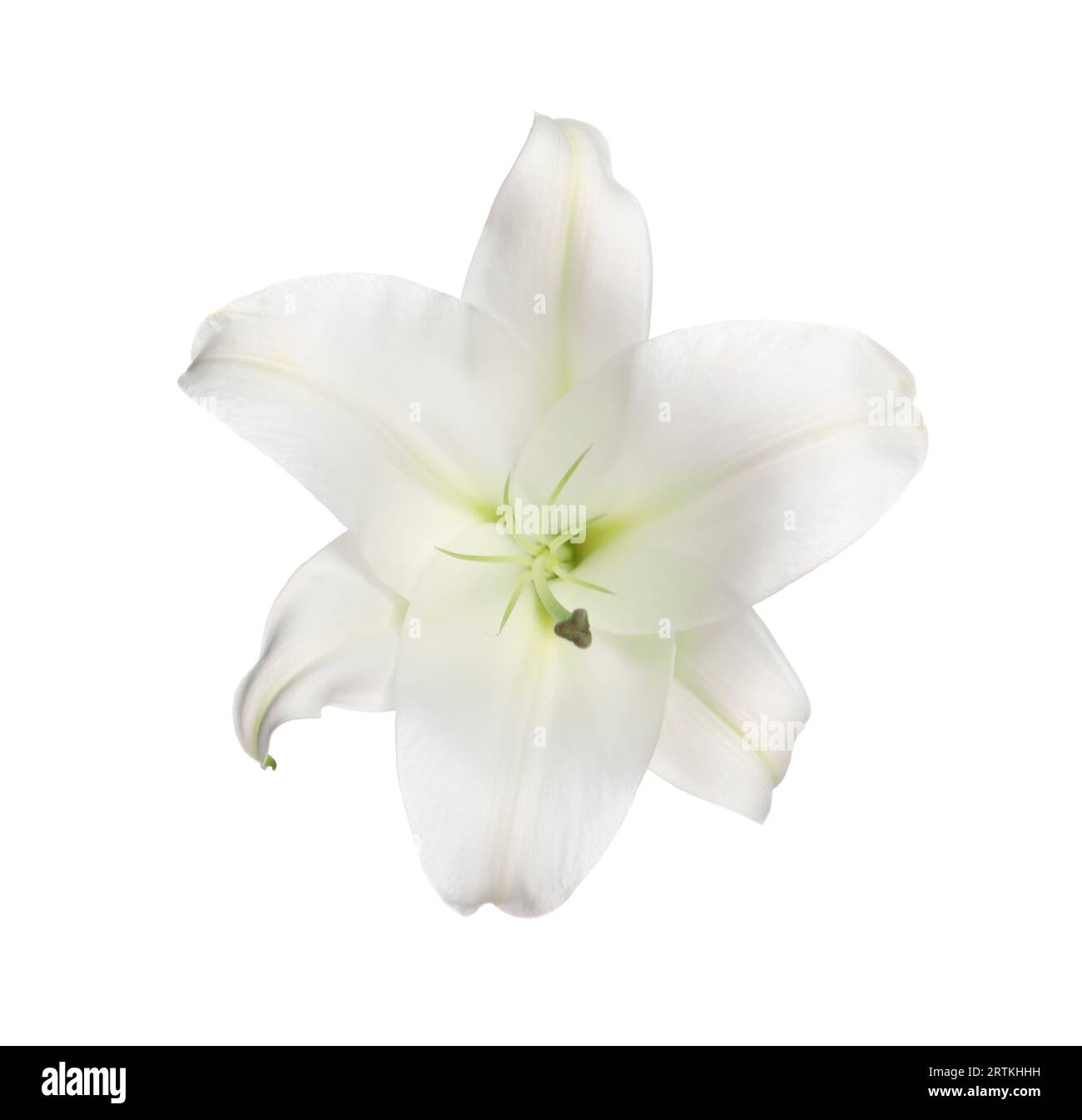 Beautiful fresh lily flower isolated on white Stock Photo - Alamy