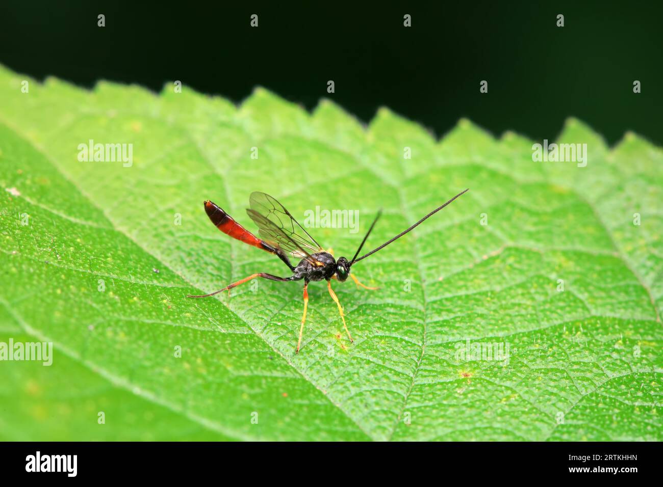 Bee insects in the wild, North China Stock Photo - Alamy