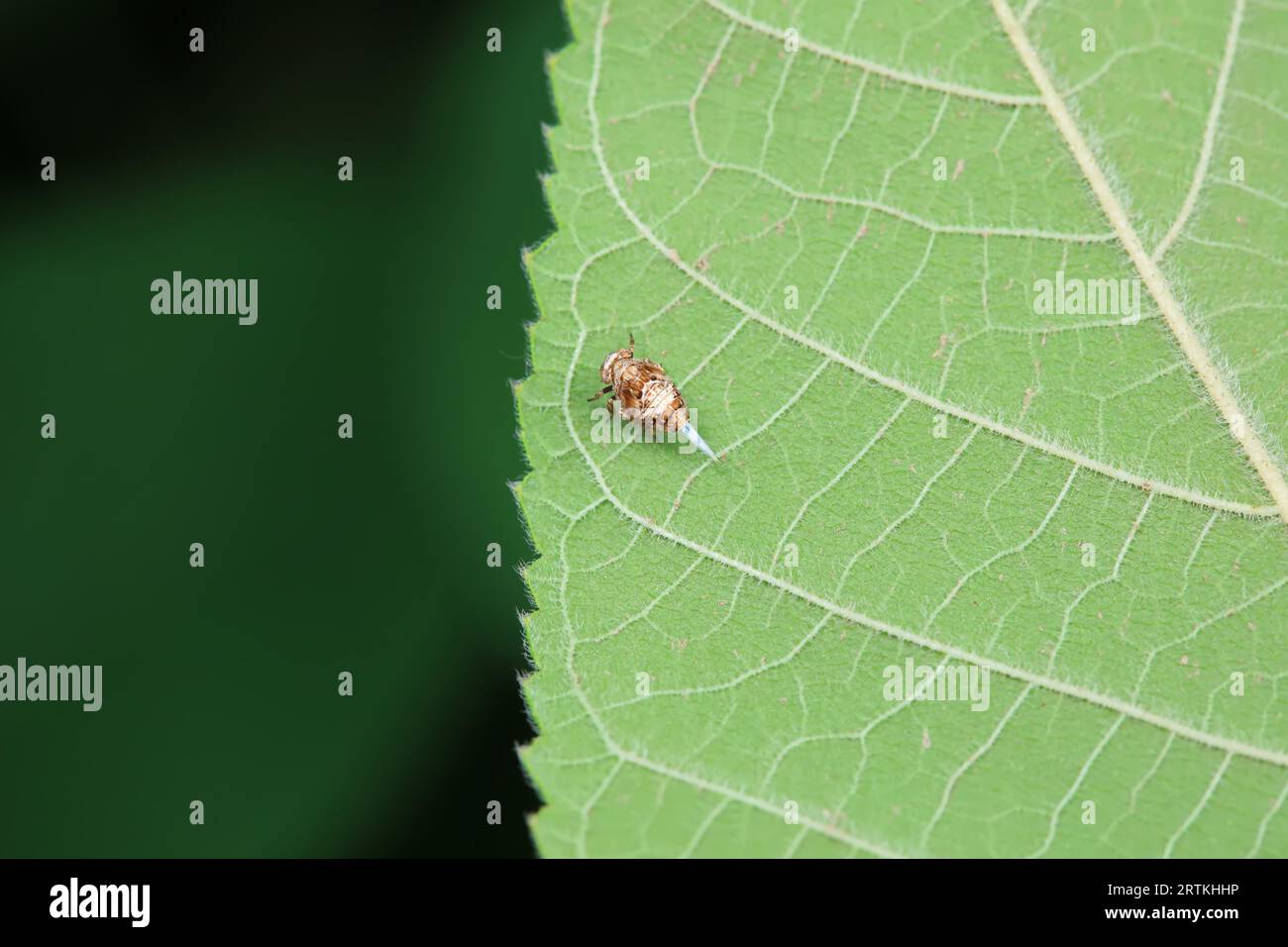 Hemiptera wax Cicadellidae insects on wild plants, North China Stock ...