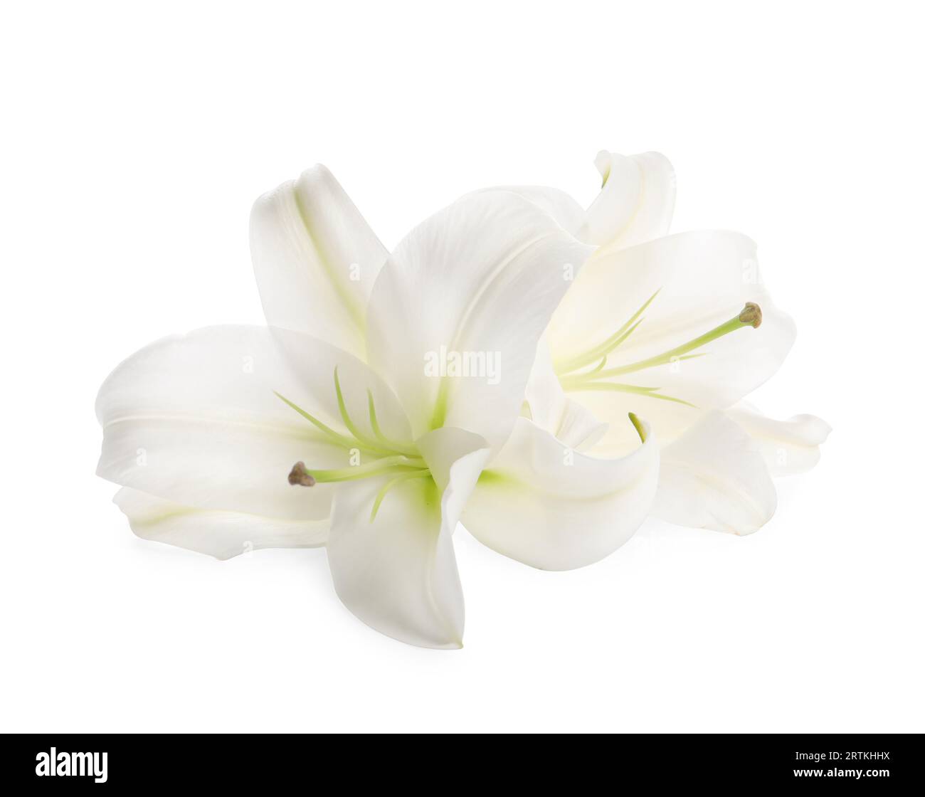 Fresh lily flowers hi-res stock photography and images - Alamy