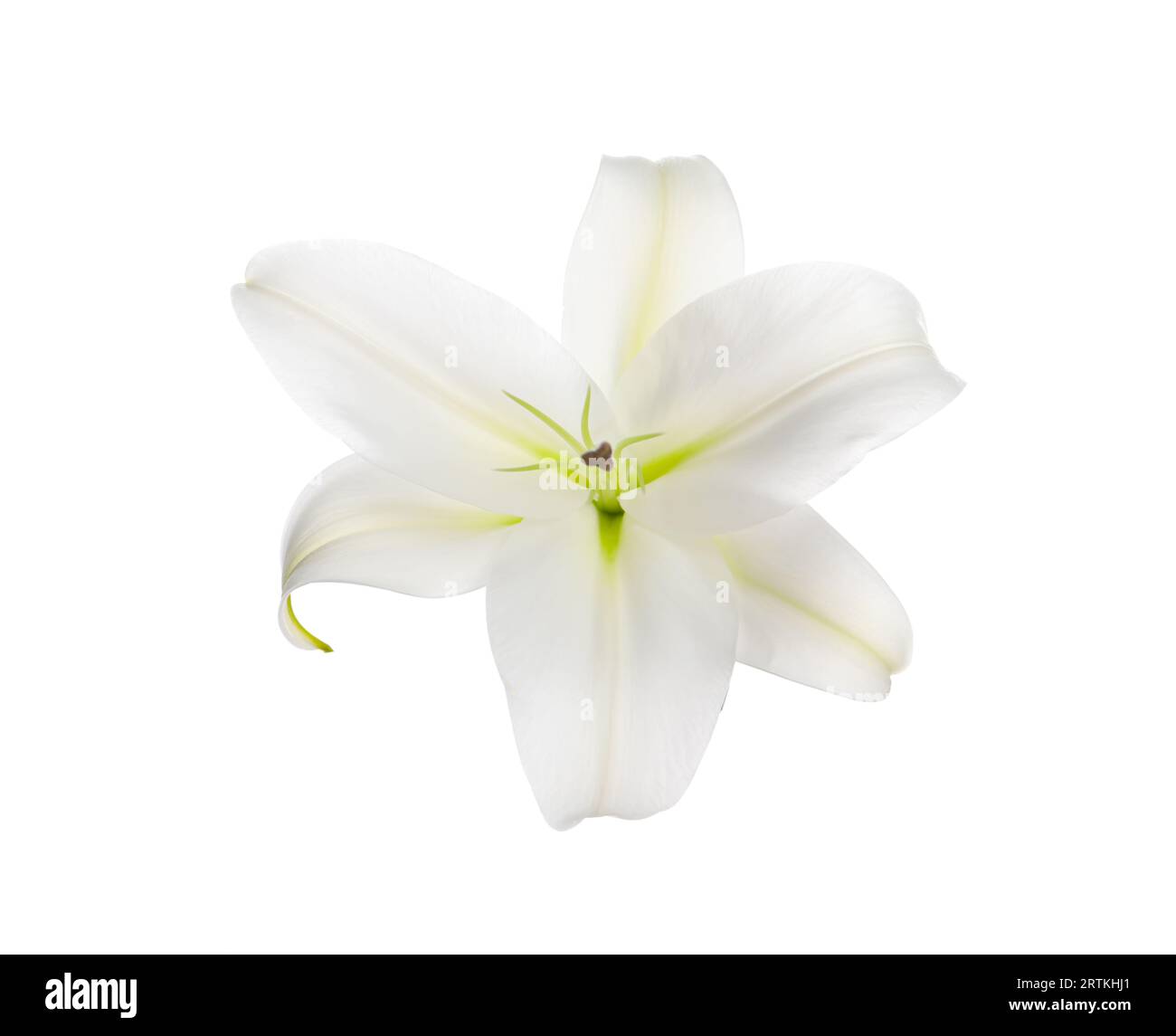 Beautiful fresh lily flower isolated on white Stock Photo - Alamy