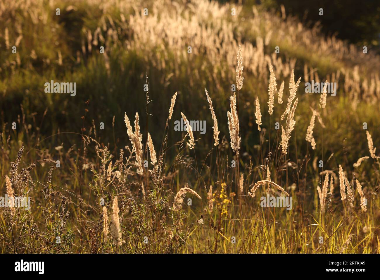 Reeds inflorescence hi-res stock photography and images - Alamy