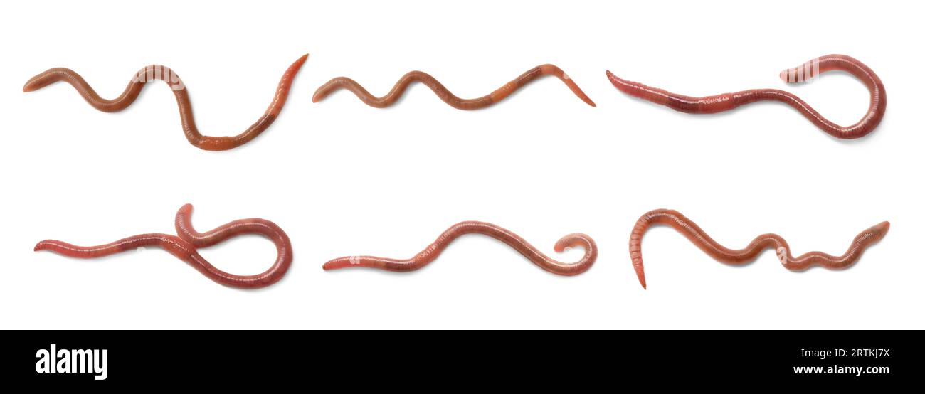 Set with many worms isolated on white Stock Photo - Alamy