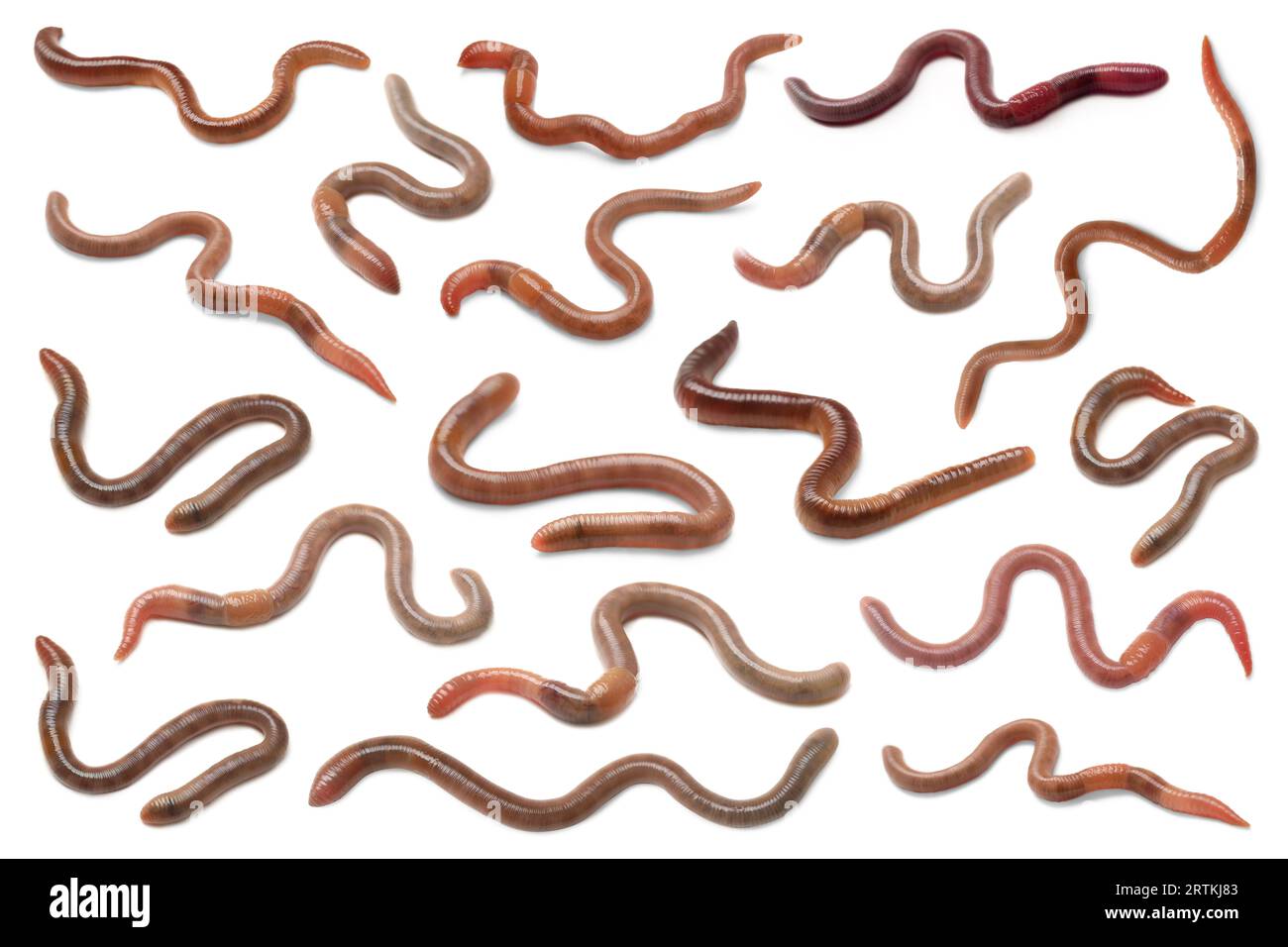 Set with many worms isolated on white Stock Photo - Alamy