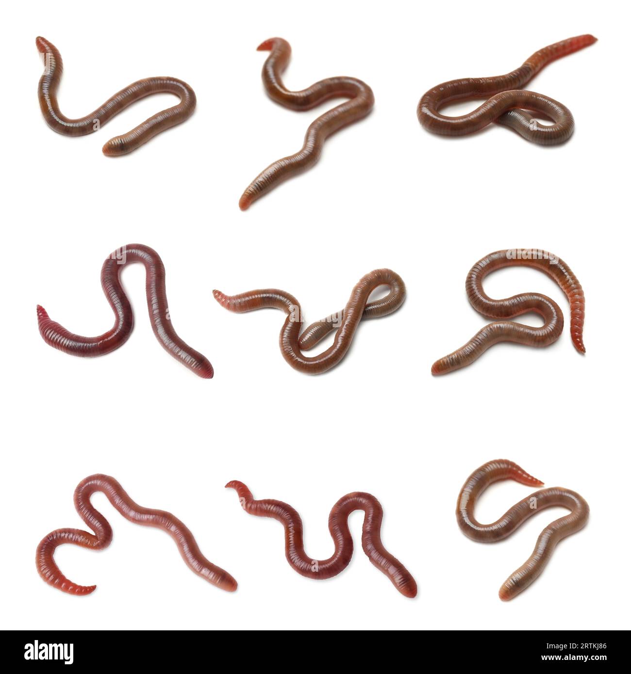 Set with many worms isolated on white Stock Photo - Alamy