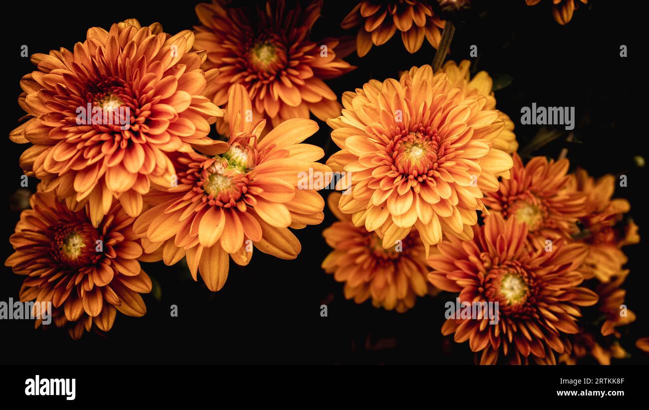 A collection of orange mums from our garden against a black background ...