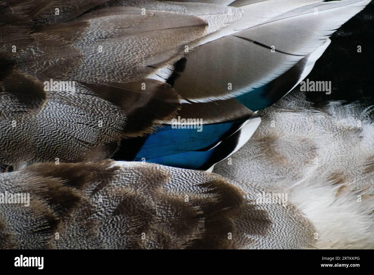 Duck wildlife in santiago chile hi-res stock photography and images - Alamy