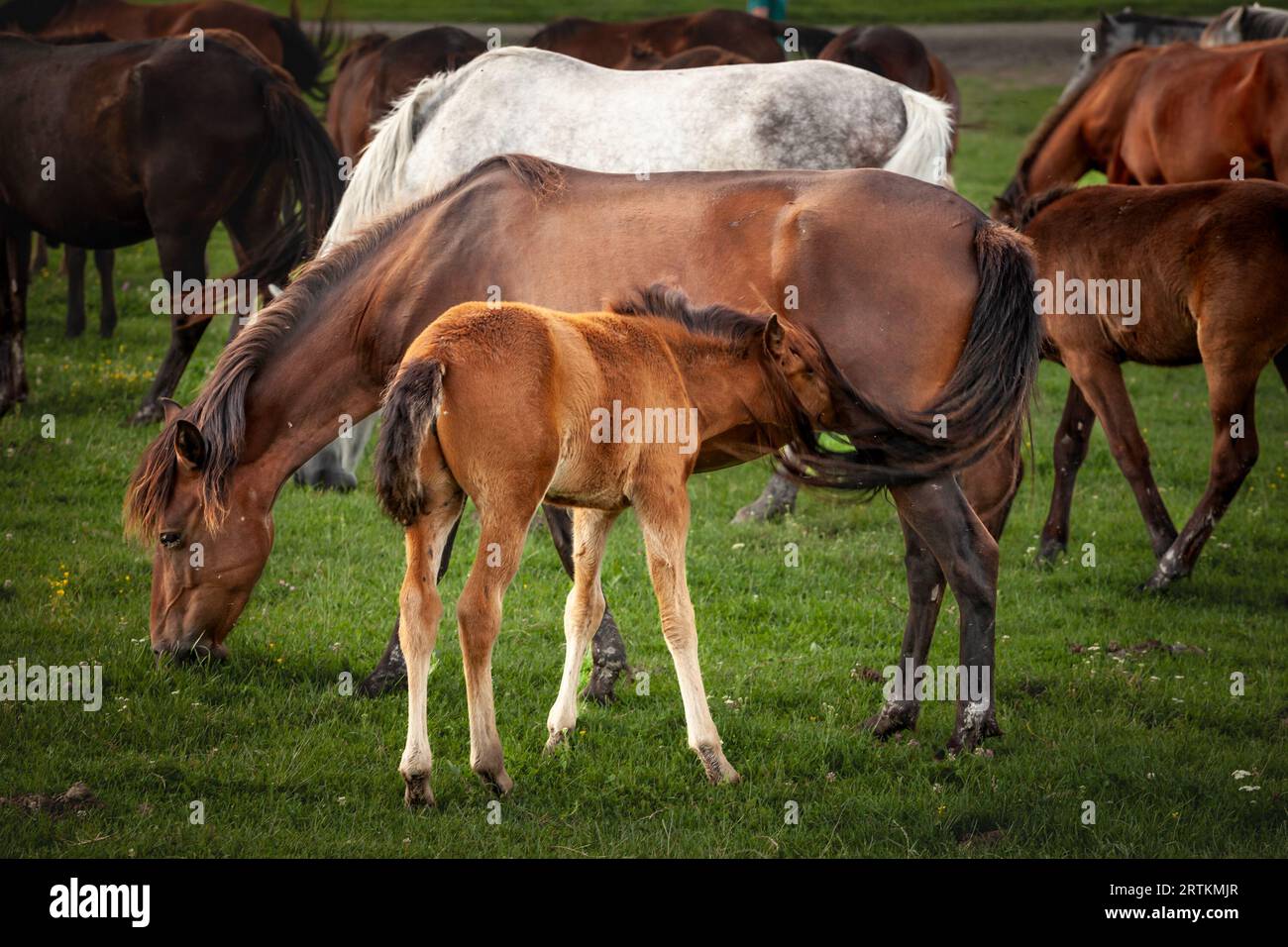 Horse sucking hi-res stock photography and images - Alamy
