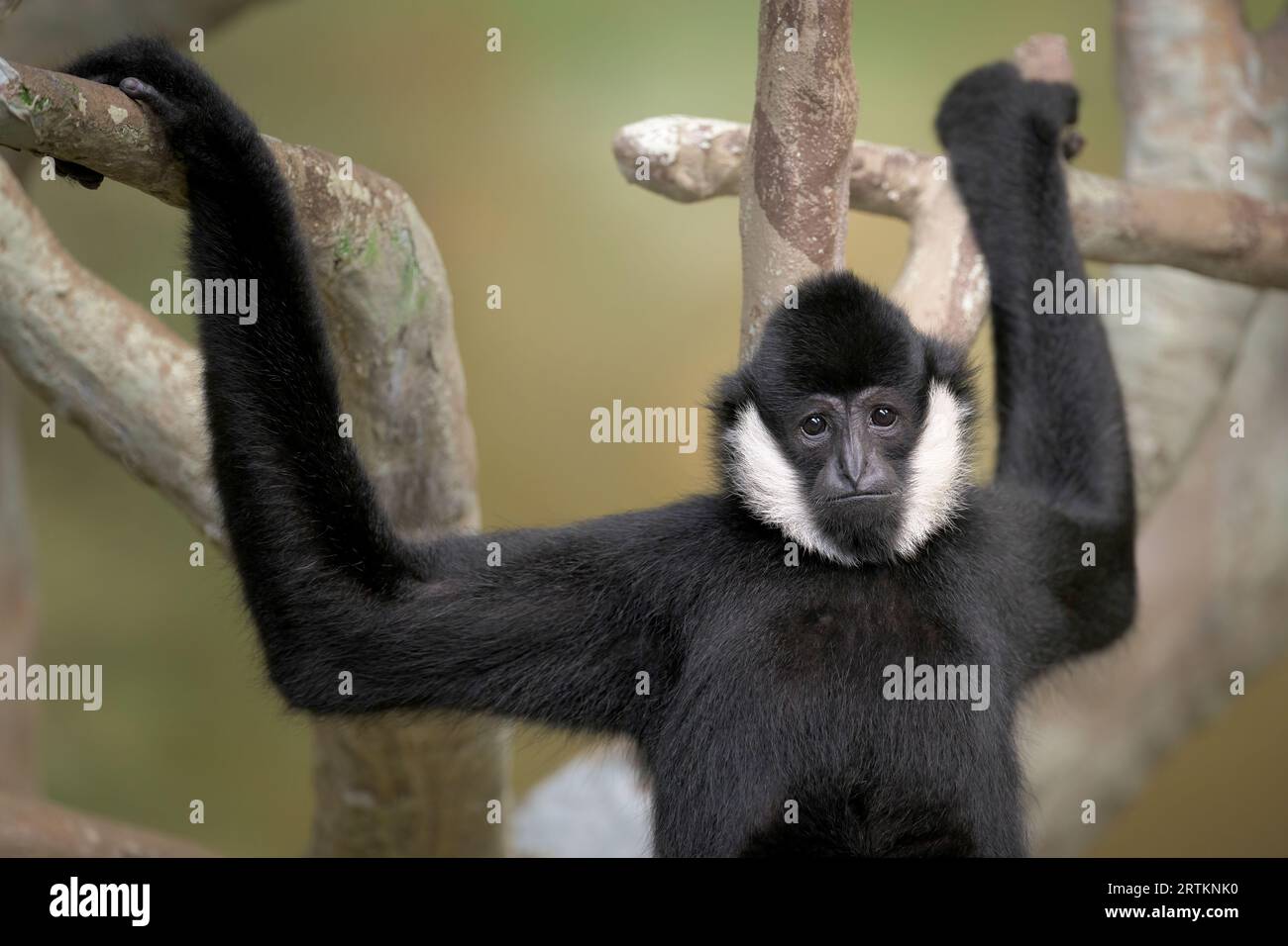 White-cheeked gibbon (Nomascus leucogenys) closeup hanging from tree ...