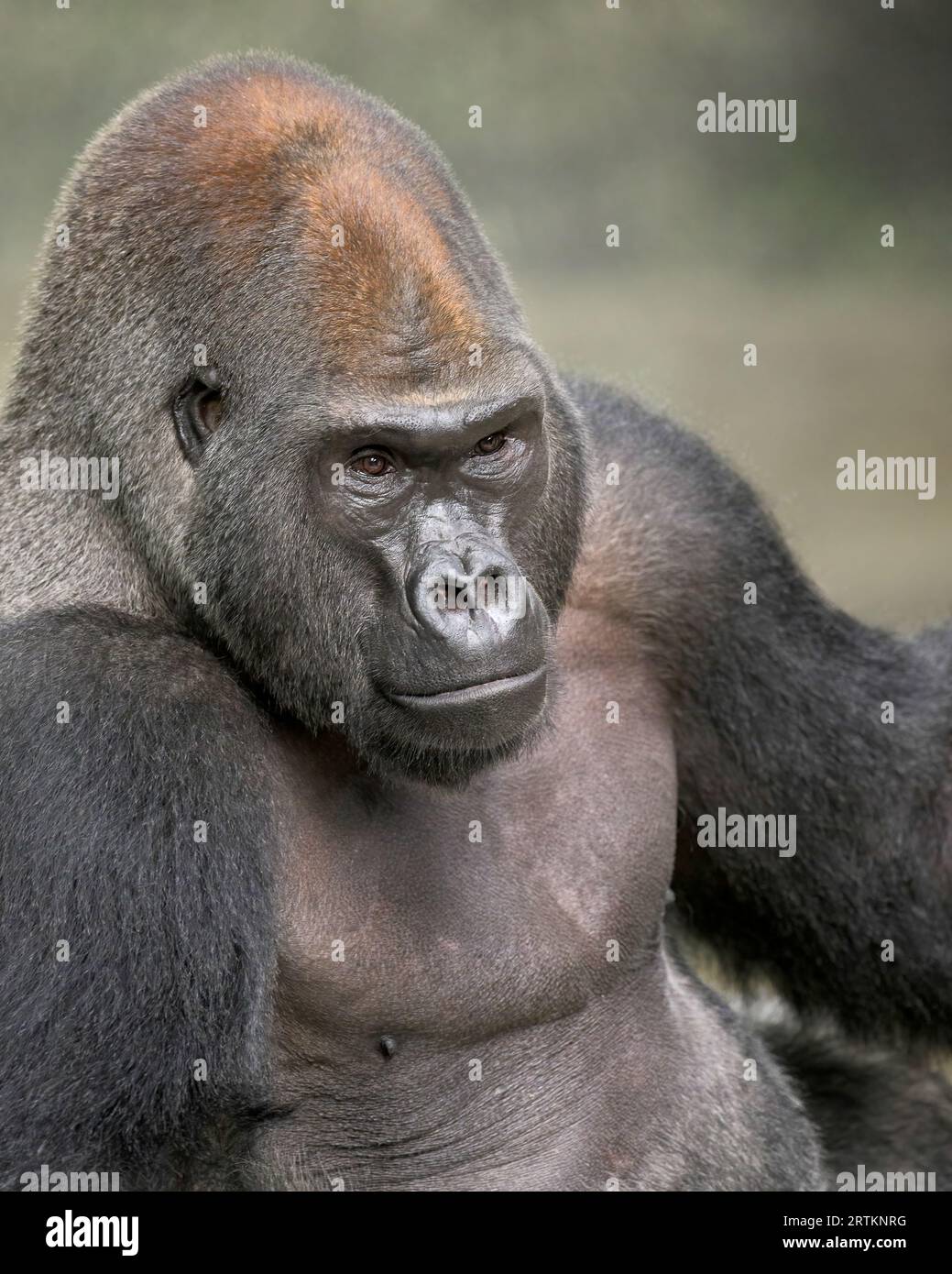 Adult male Silverback western lowland gorilla in jungle Stock Photo - Alamy