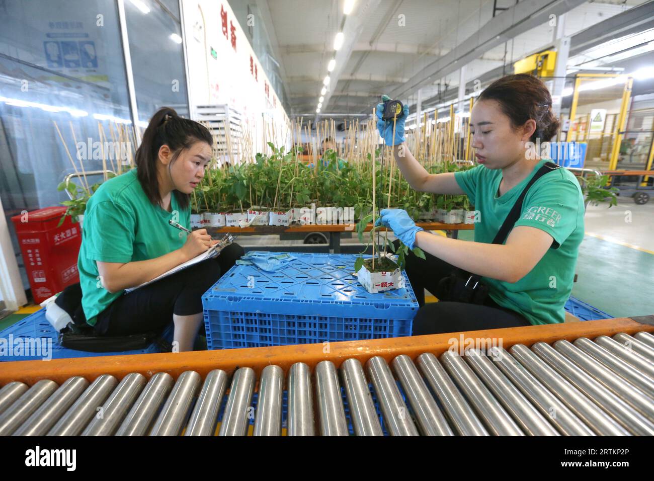 MEISHAN, CHINA - SEPTEMBER 13, 2023 - Workers plant soilless tomato ...