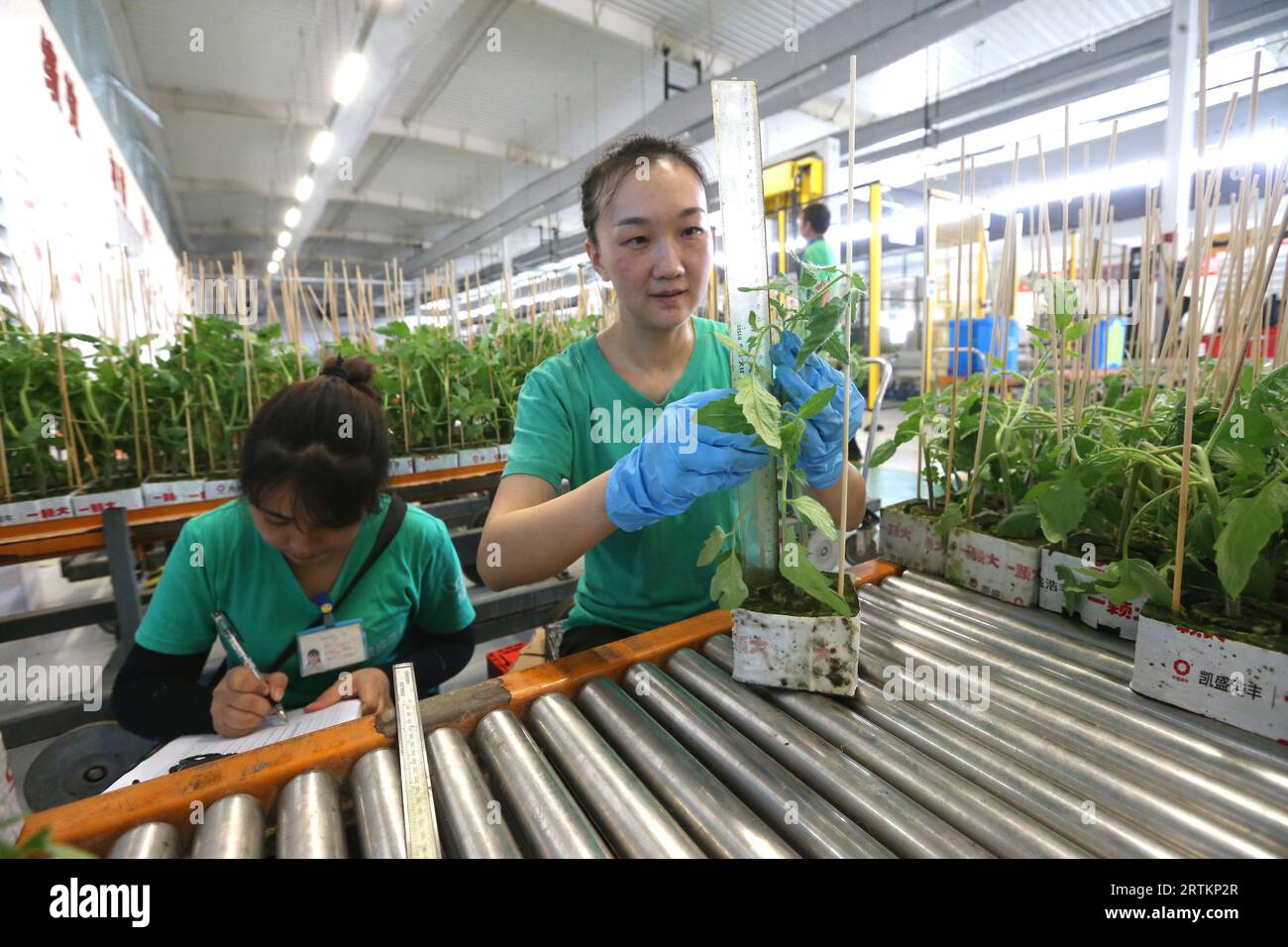 MEISHAN, CHINA - SEPTEMBER 13, 2023 - Workers plant soilless tomato plants at a smart farming ...