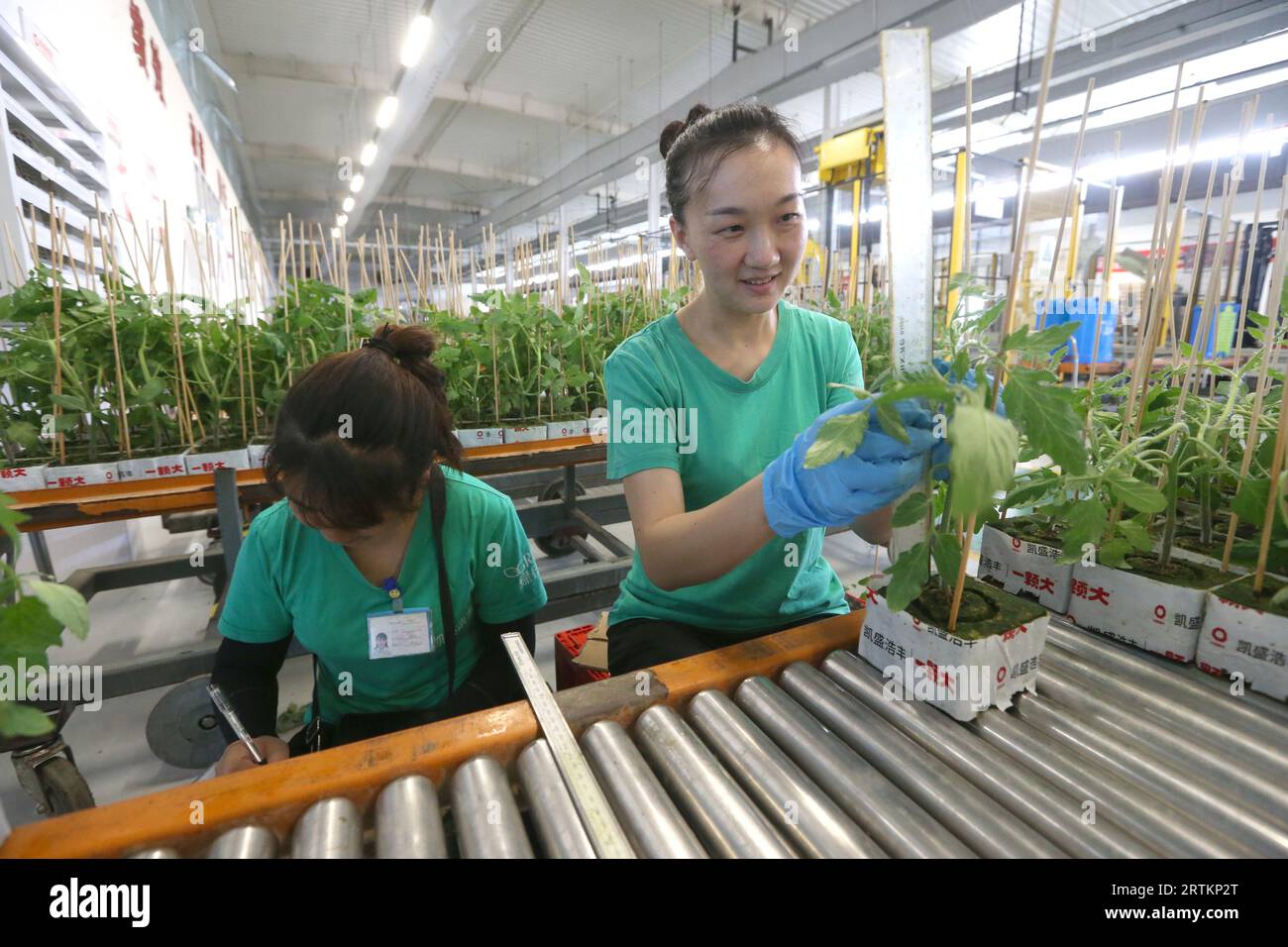 MEISHAN, CHINA - SEPTEMBER 13, 2023 - Workers plant soilless tomato plants at a smart farming ...