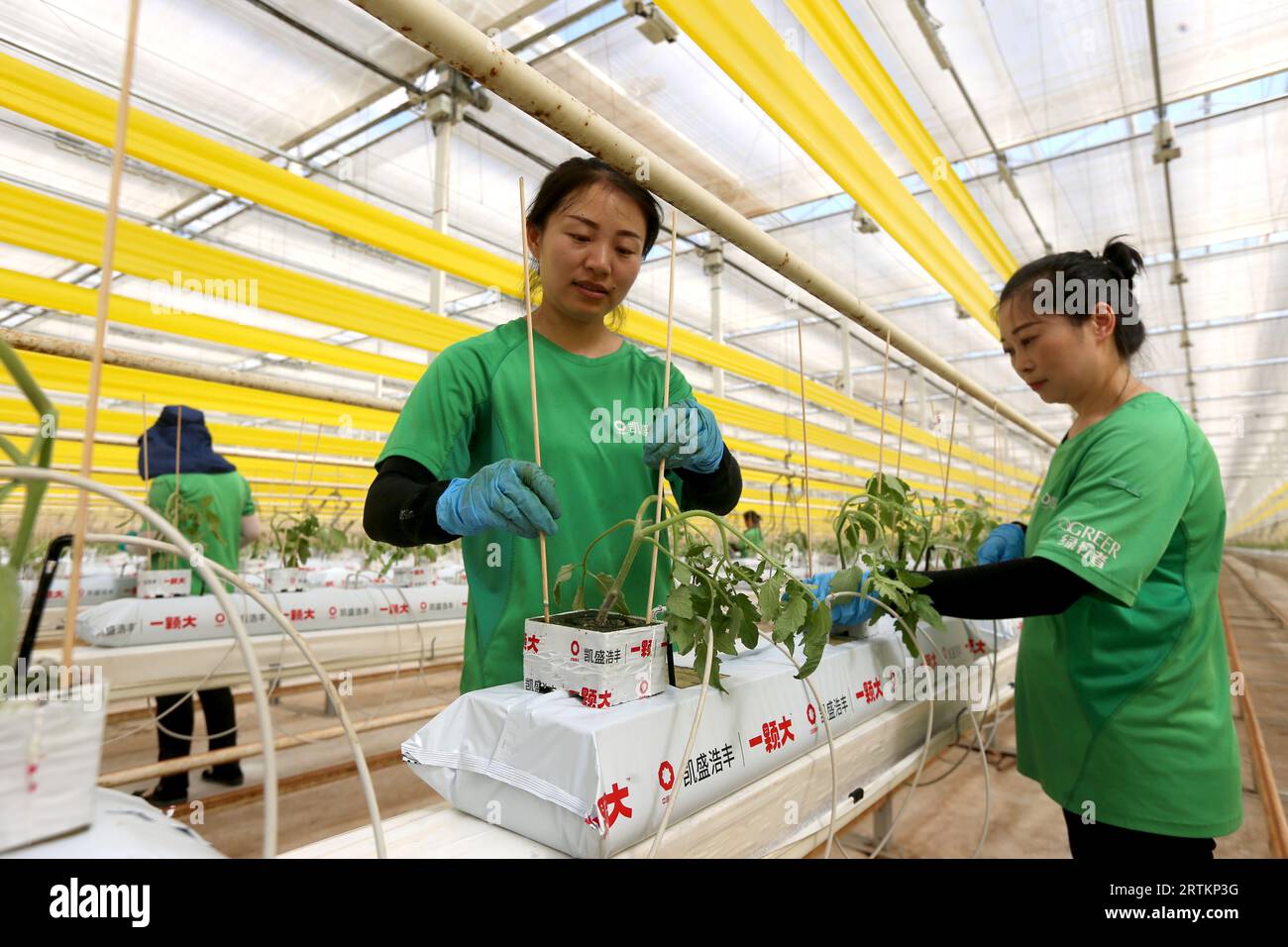 MEISHAN, CHINA - SEPTEMBER 13, 2023 - Workers plant soilless tomato plants at a smart farming ...