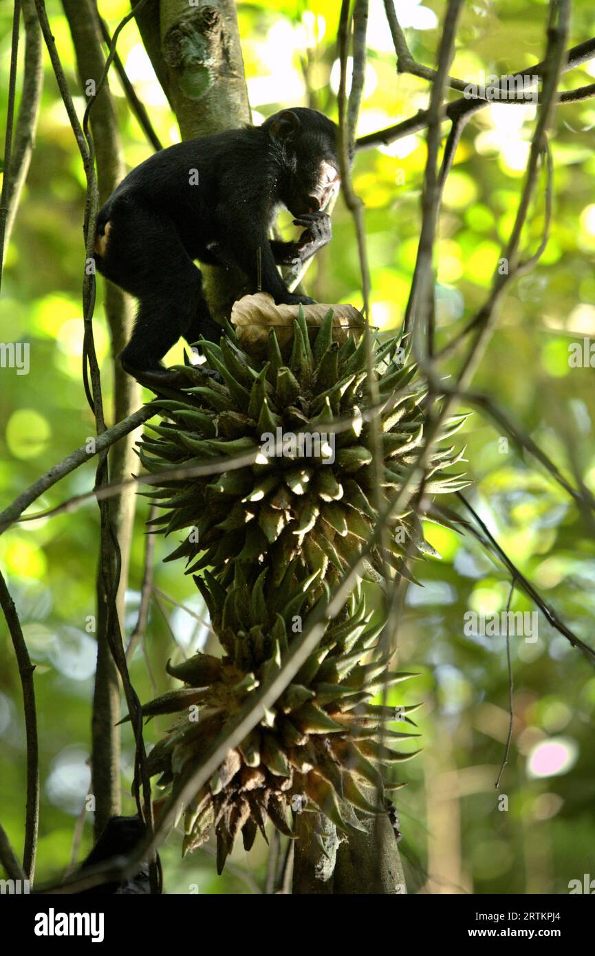 An offspring of crested macaque (Macaca nigra) picks liana fruit during ...