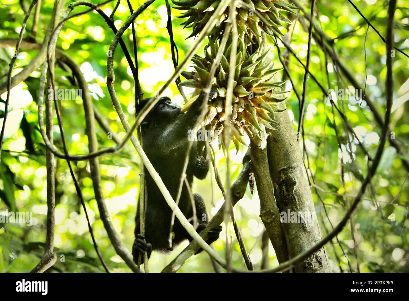 A juvenile of crested macaque (Macaca nigra) picks liana fruit during ...