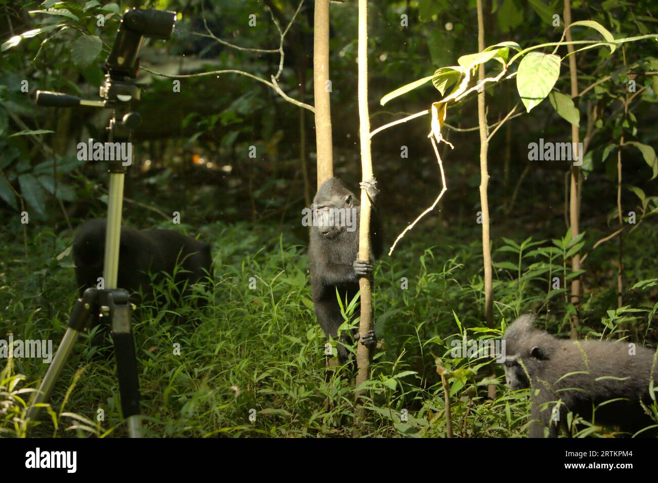 Primate habituation hi-res stock photography and images - Alamy