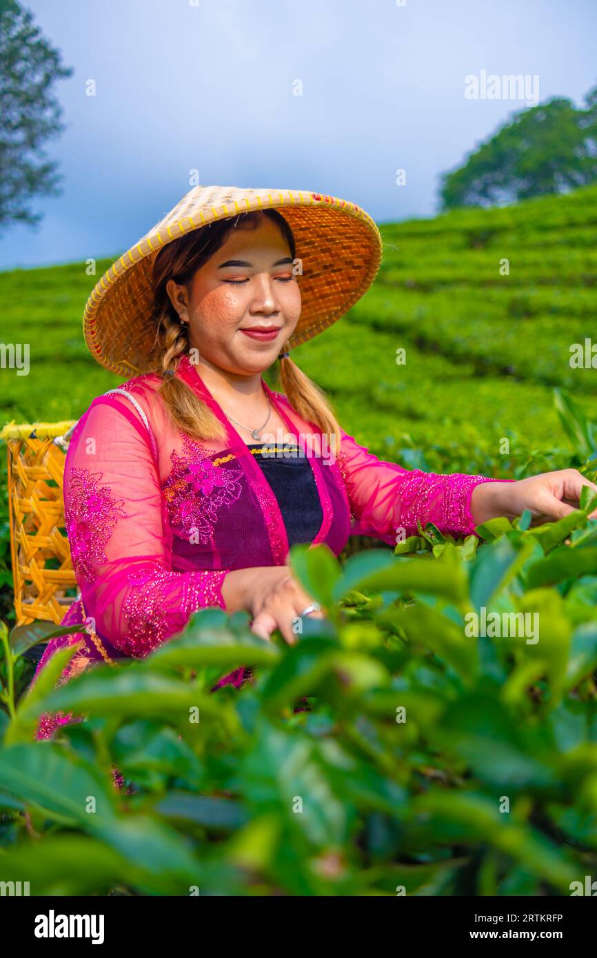 Tea picking family hi-res stock photography and images - Alamy