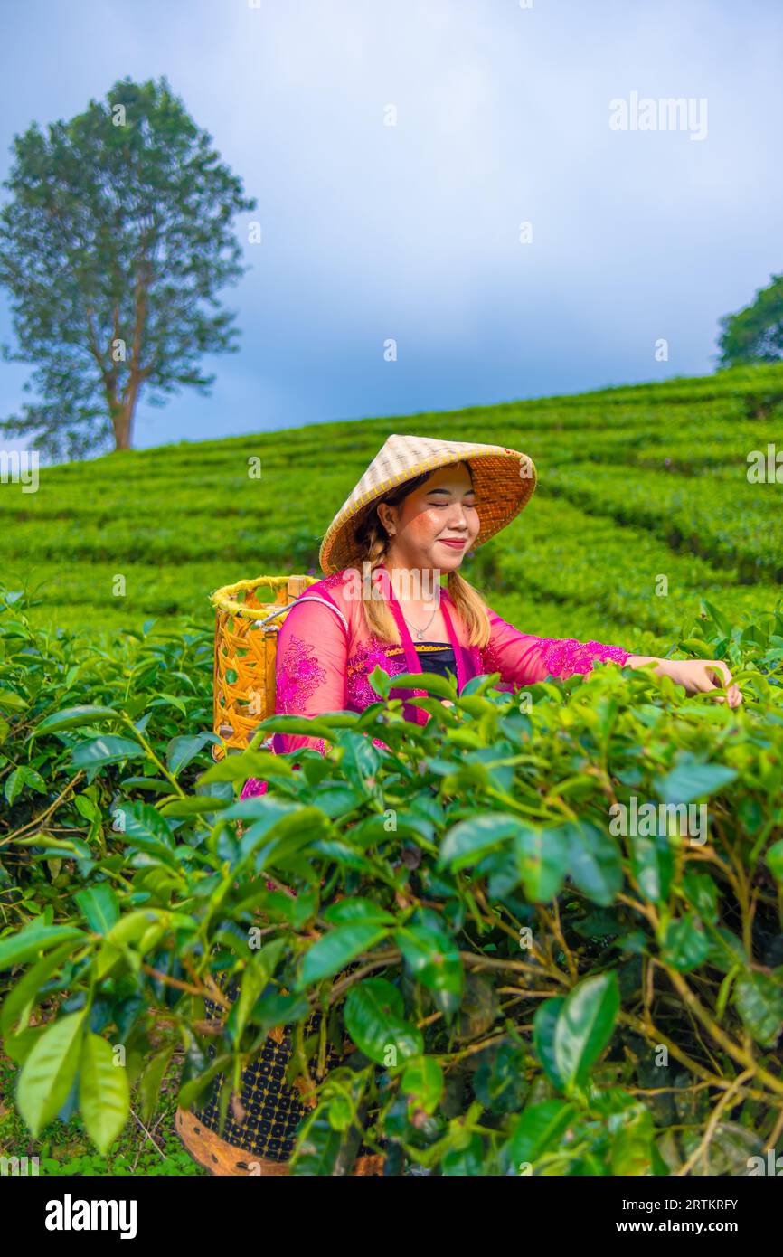 a tea leaf farmer is harvesting tea leaves while wearing a bamboo basket and hat in the middle ...