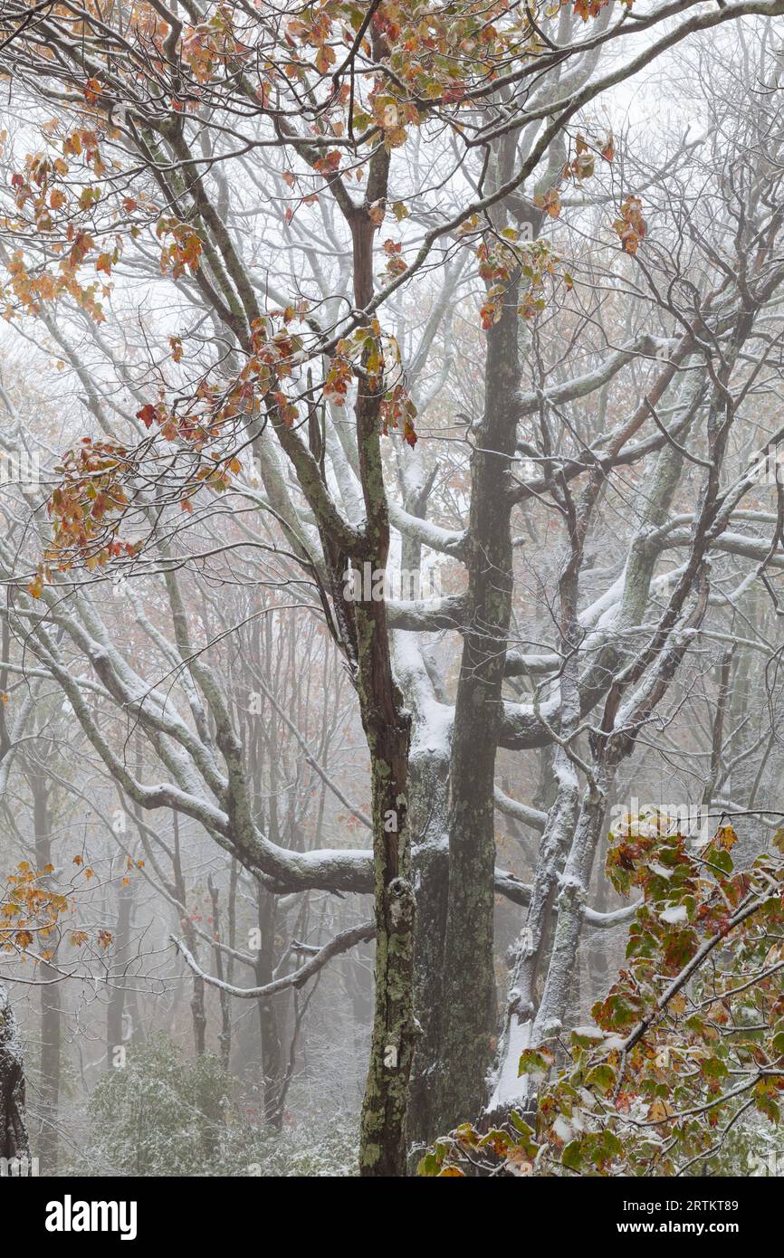 Frozen Fall Foliage at Max Patch in the Pisgah National Forest Stock ...