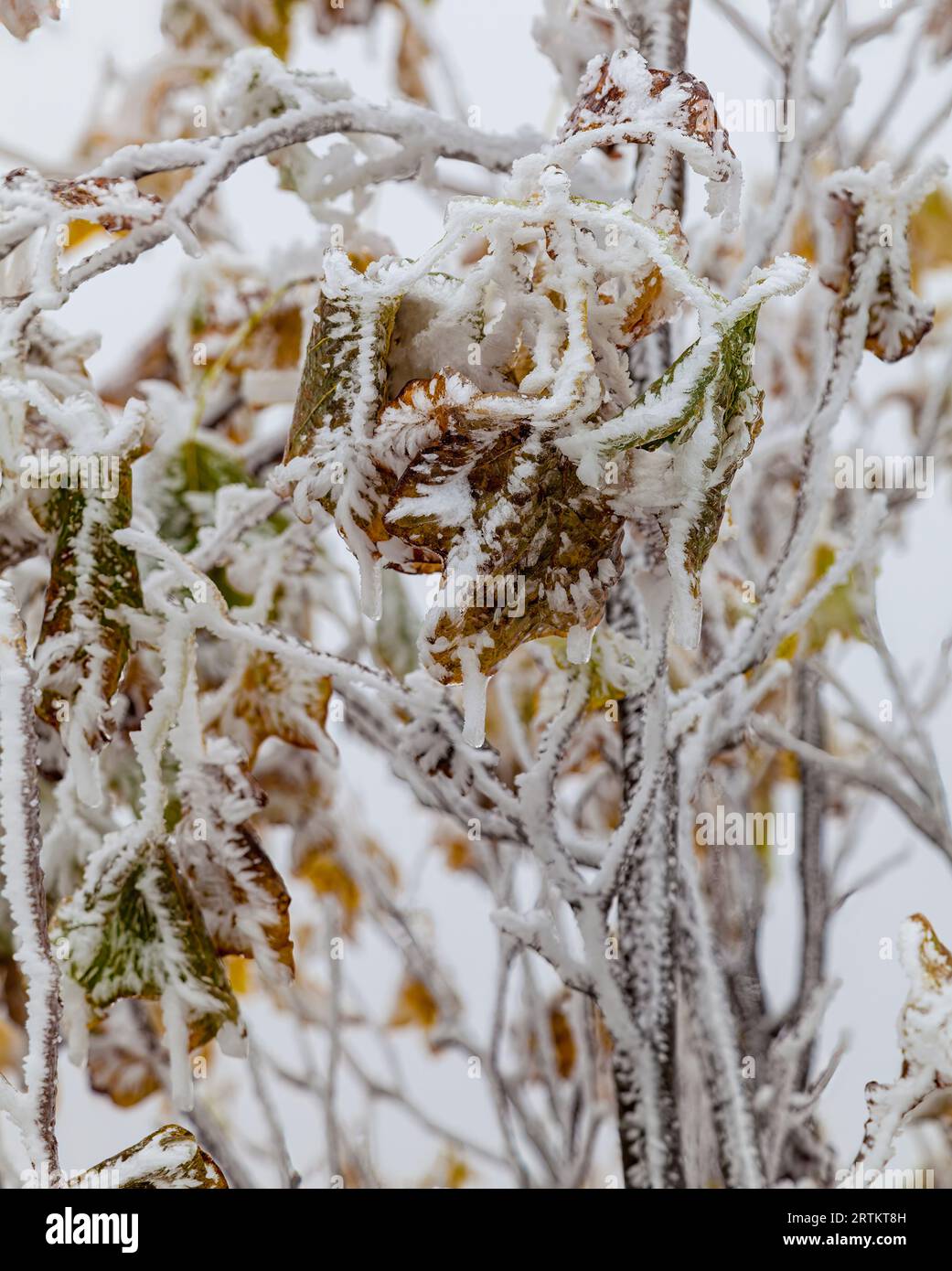 Frozen Fall Foliage at Max Patch in the Pisgah National Forest Stock ...