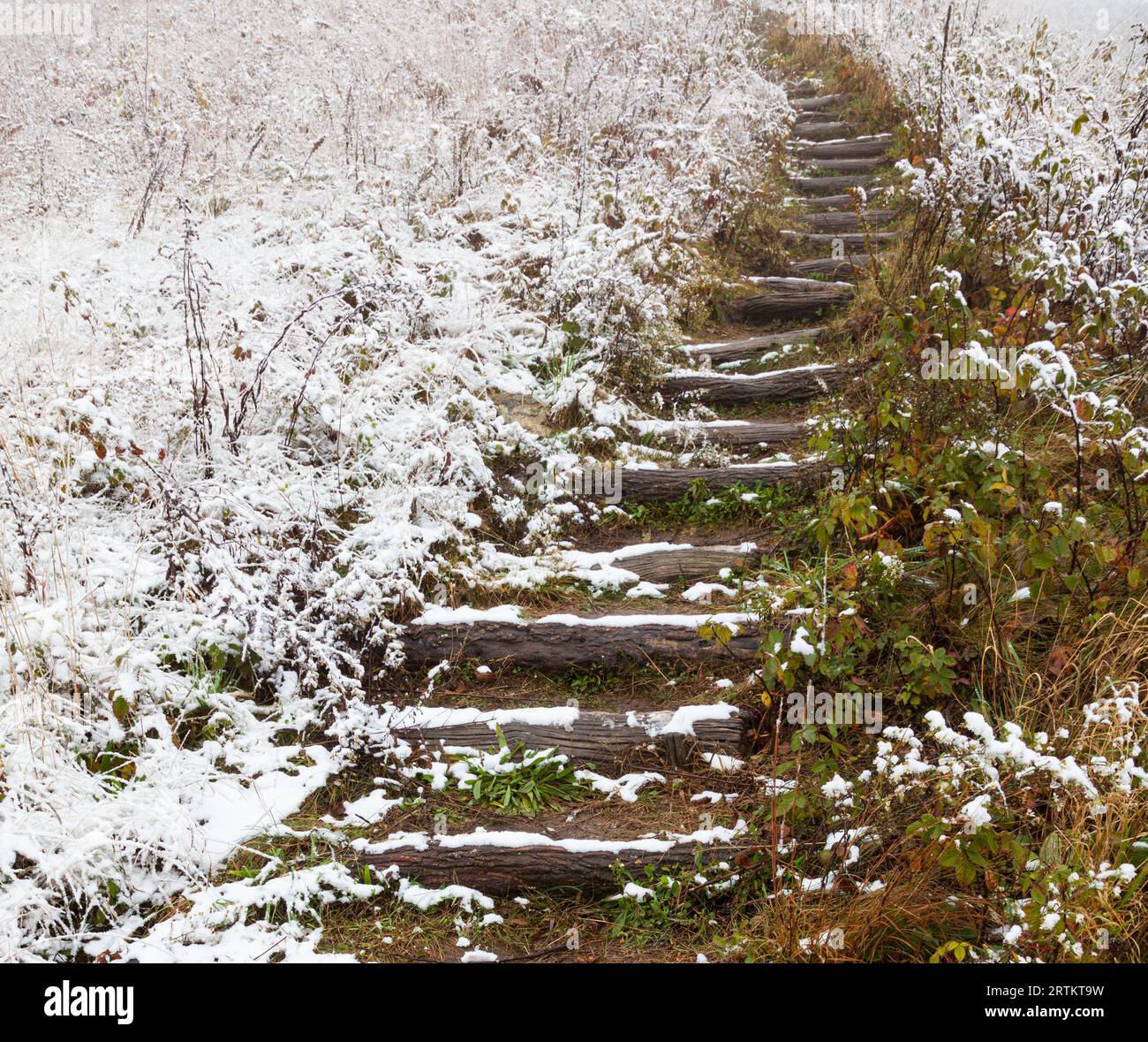 Frozen Fall Foliage at Max Patch in the Pisgah National Forest Stock ...
