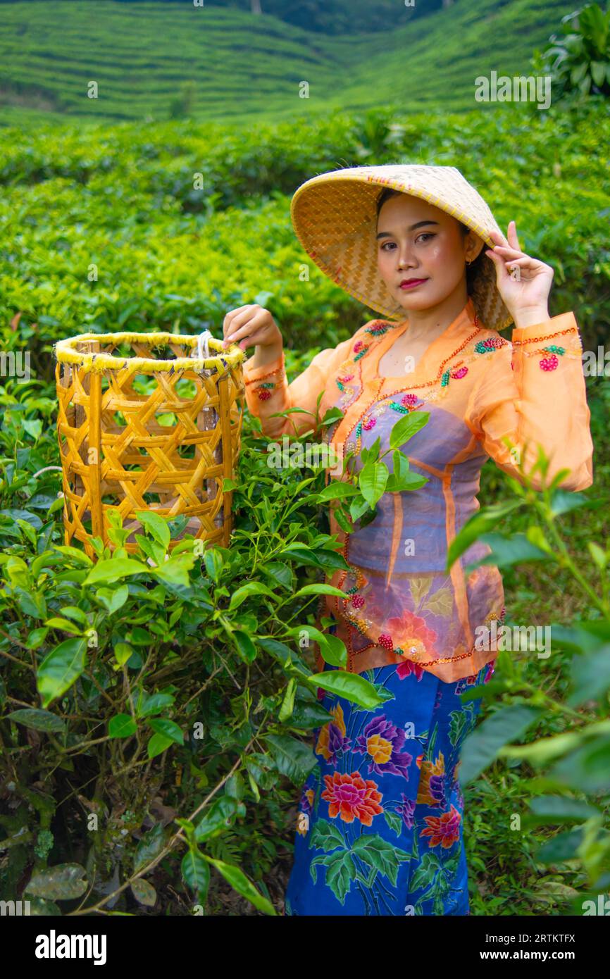 a tea picker posing among the tea gardens with a basket and a bamboo ...