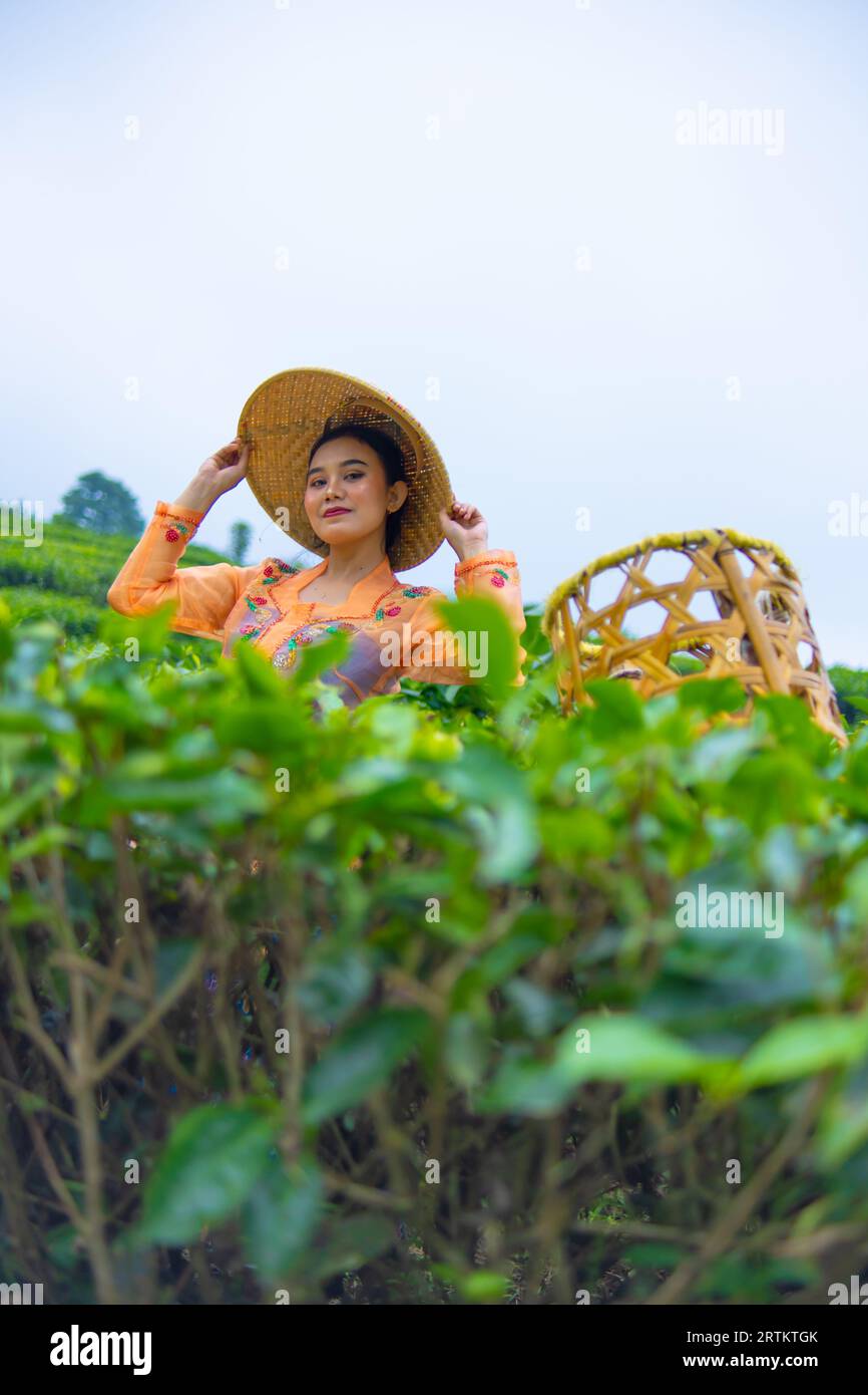 a tea picker posing among the tea gardens with a basket and a bamboo ...