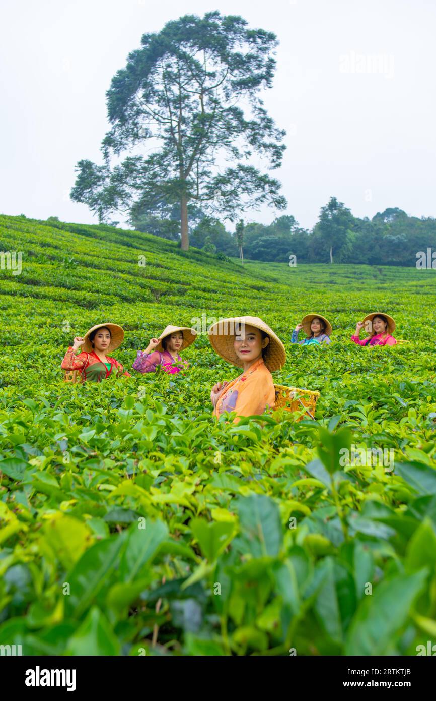Thai tea picker hi-res stock photography and images - Alamy