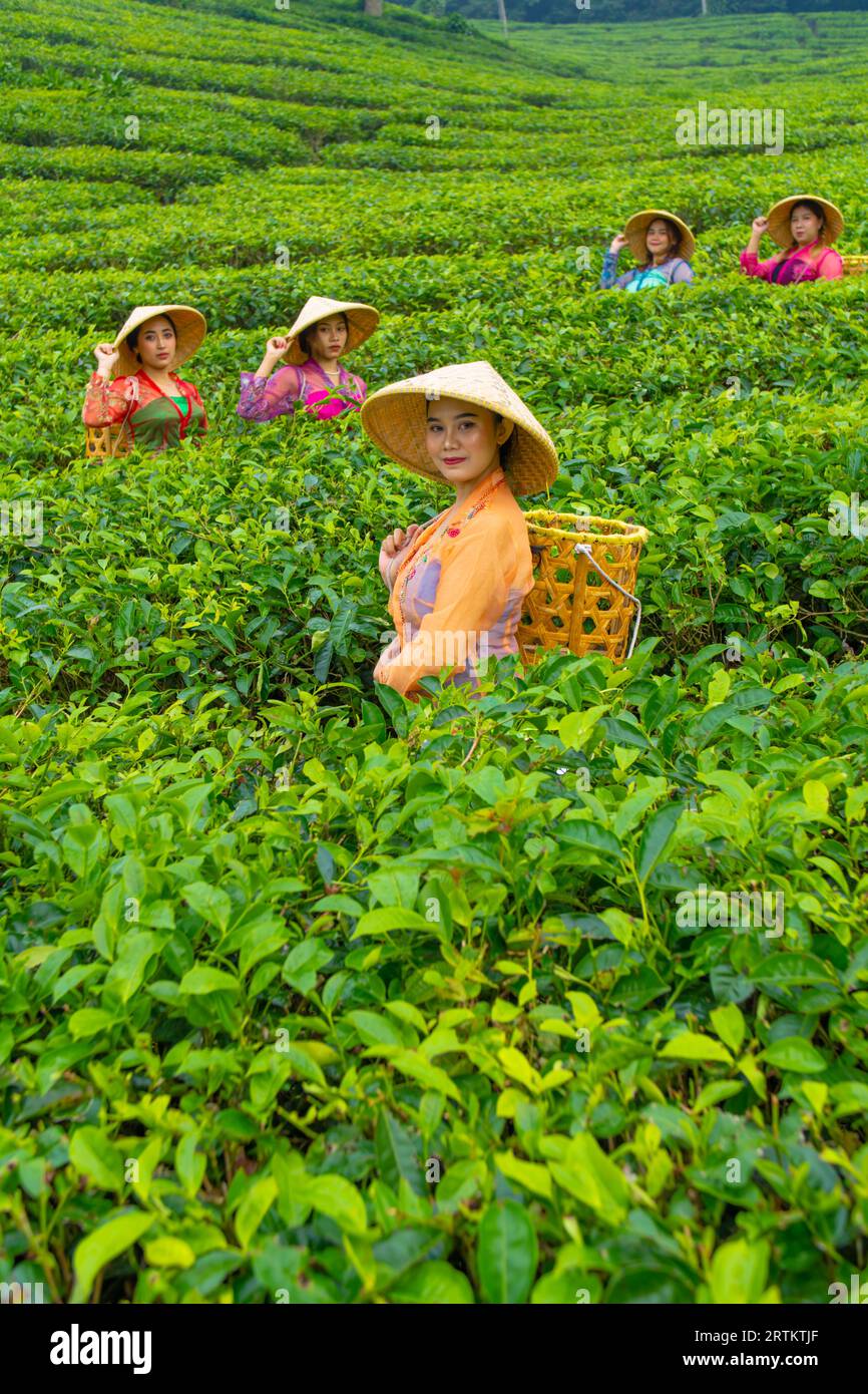 a group of tea pickers standing in the middle of a tea garden at work ...