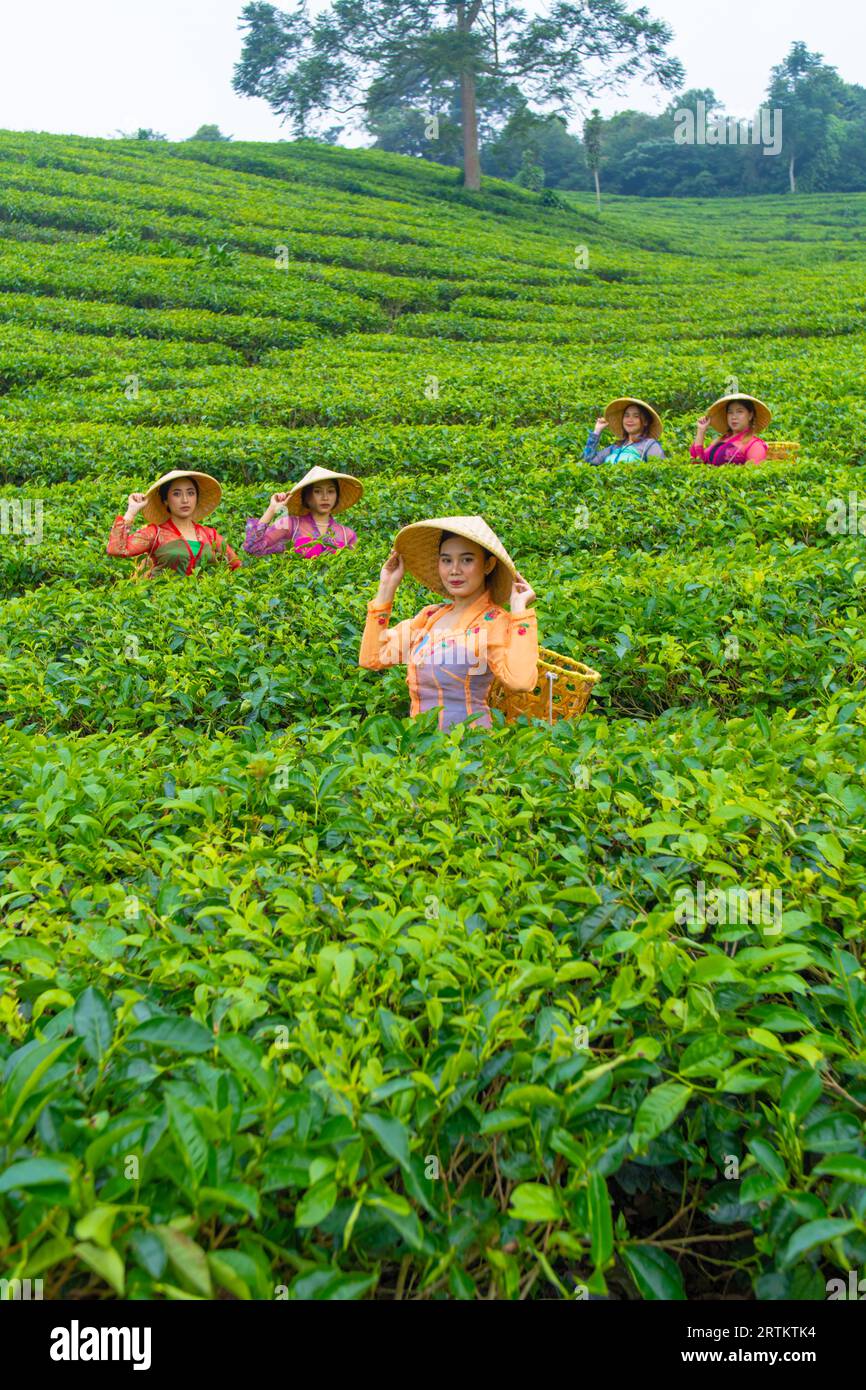 a group of tea pickers standing in the middle of a tea garden at work ...