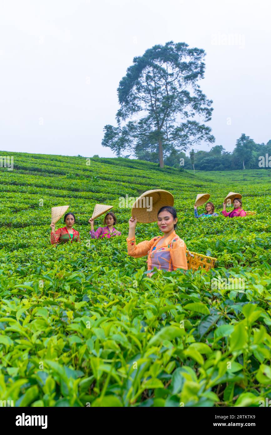 a group of tea pickers standing in the middle of a tea garden at work ...