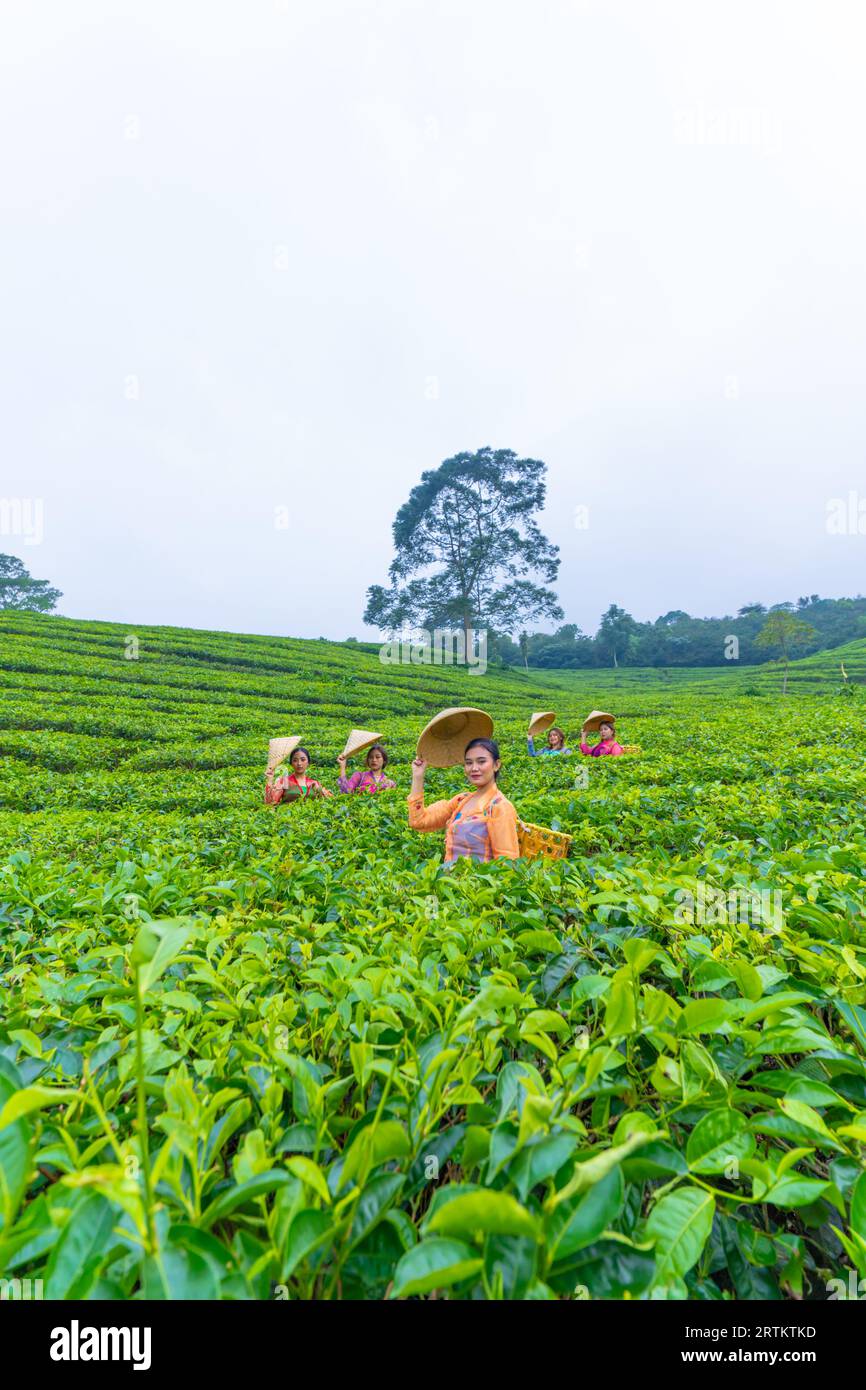 Thai tea picker hi-res stock photography and images - Alamy