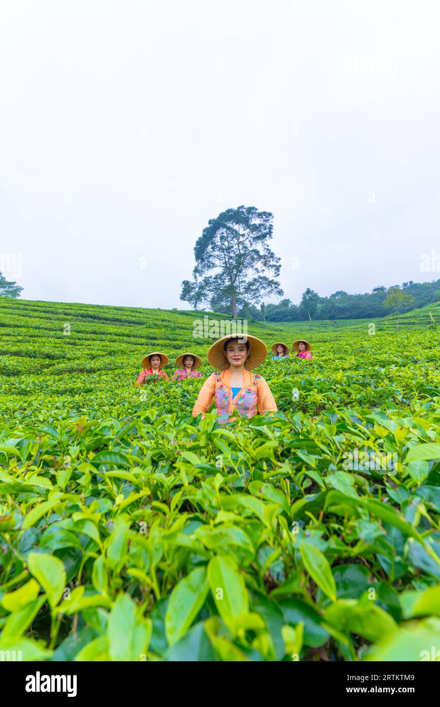Thai worker garden female hi-res stock photography and images - Alamy
