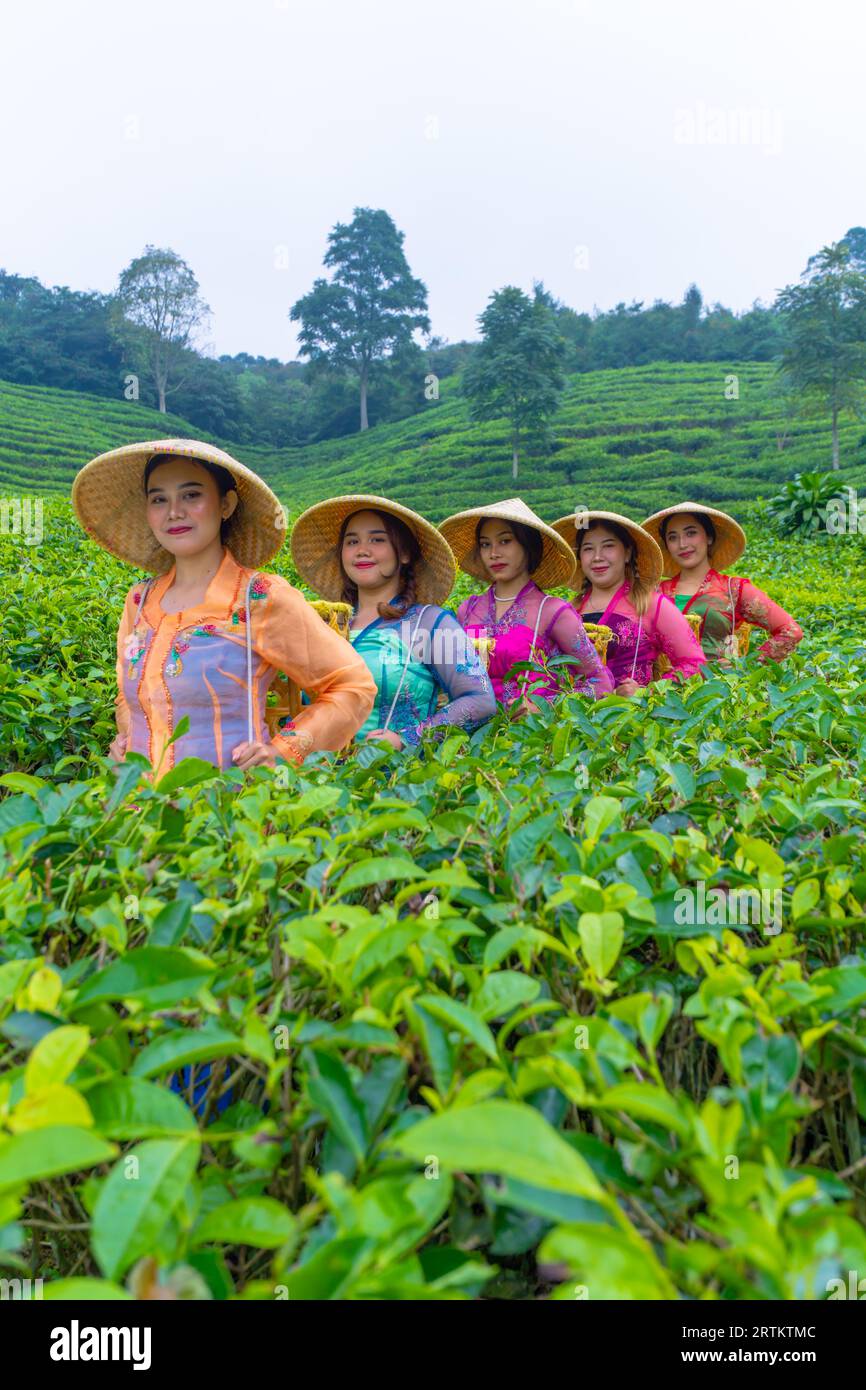 a group of tea garden farmers are marching amidst the green tea leaves ...
