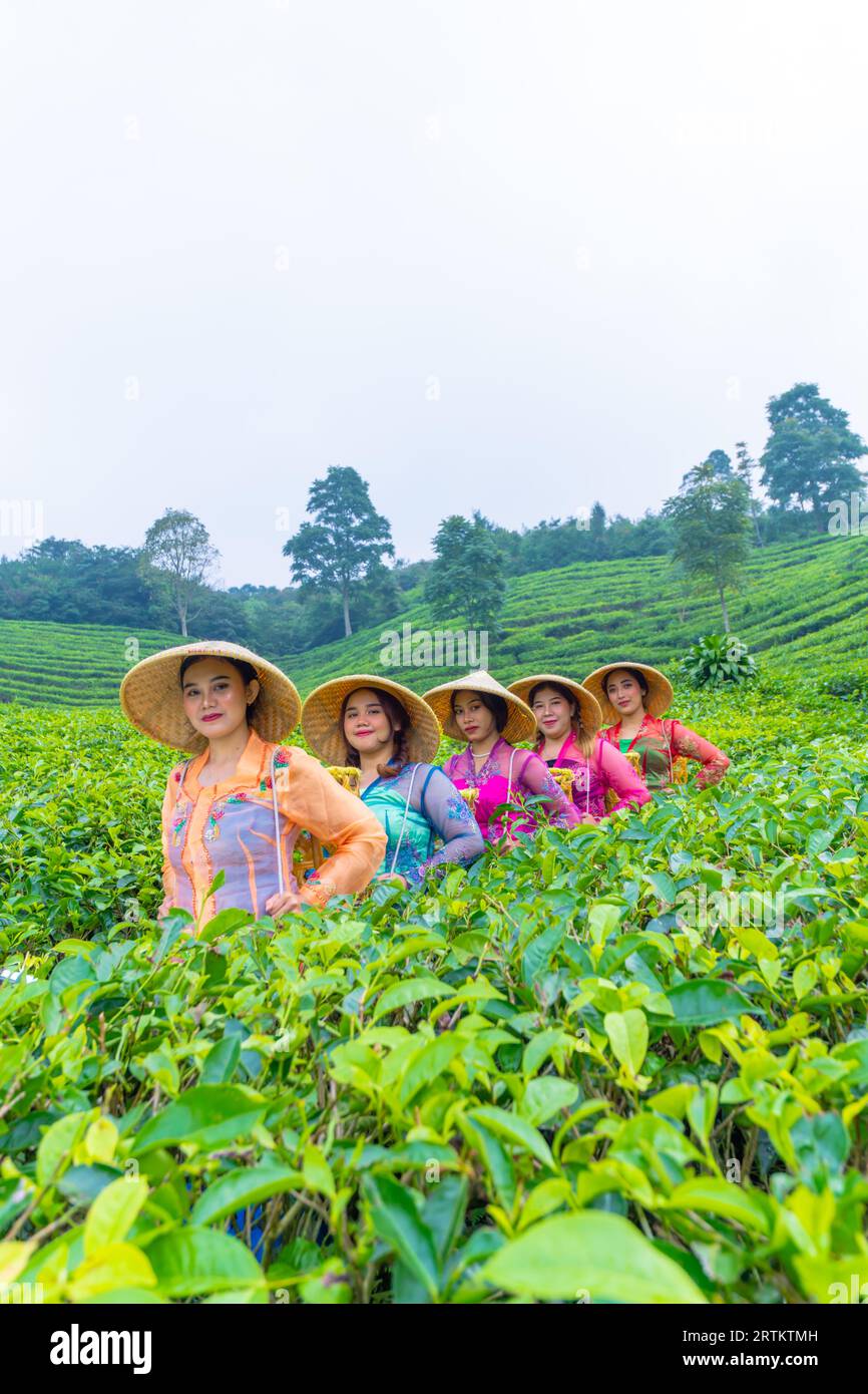a group of tea garden farmers are marching amidst the green tea leaves ...