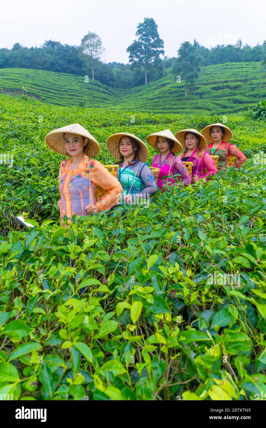 a group of tea garden farmers are marching amidst the green tea leaves ...