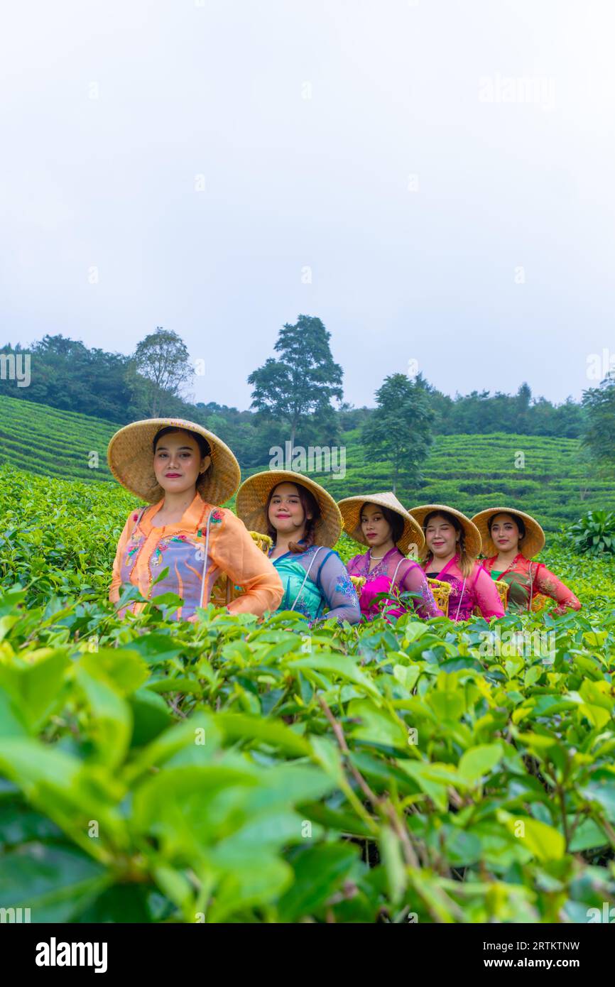 a group of tea garden farmers are marching amidst the green tea leaves ...