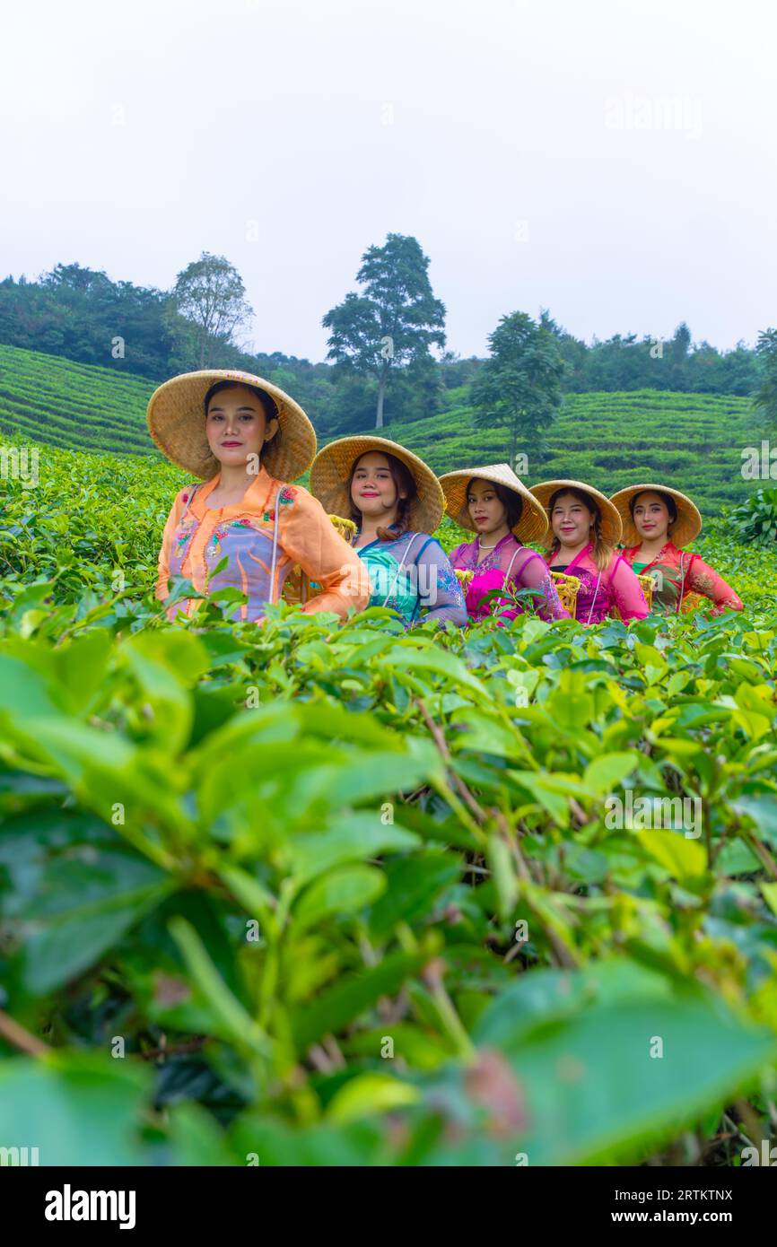 a group of tea garden farmers are marching amidst the green tea leaves ...