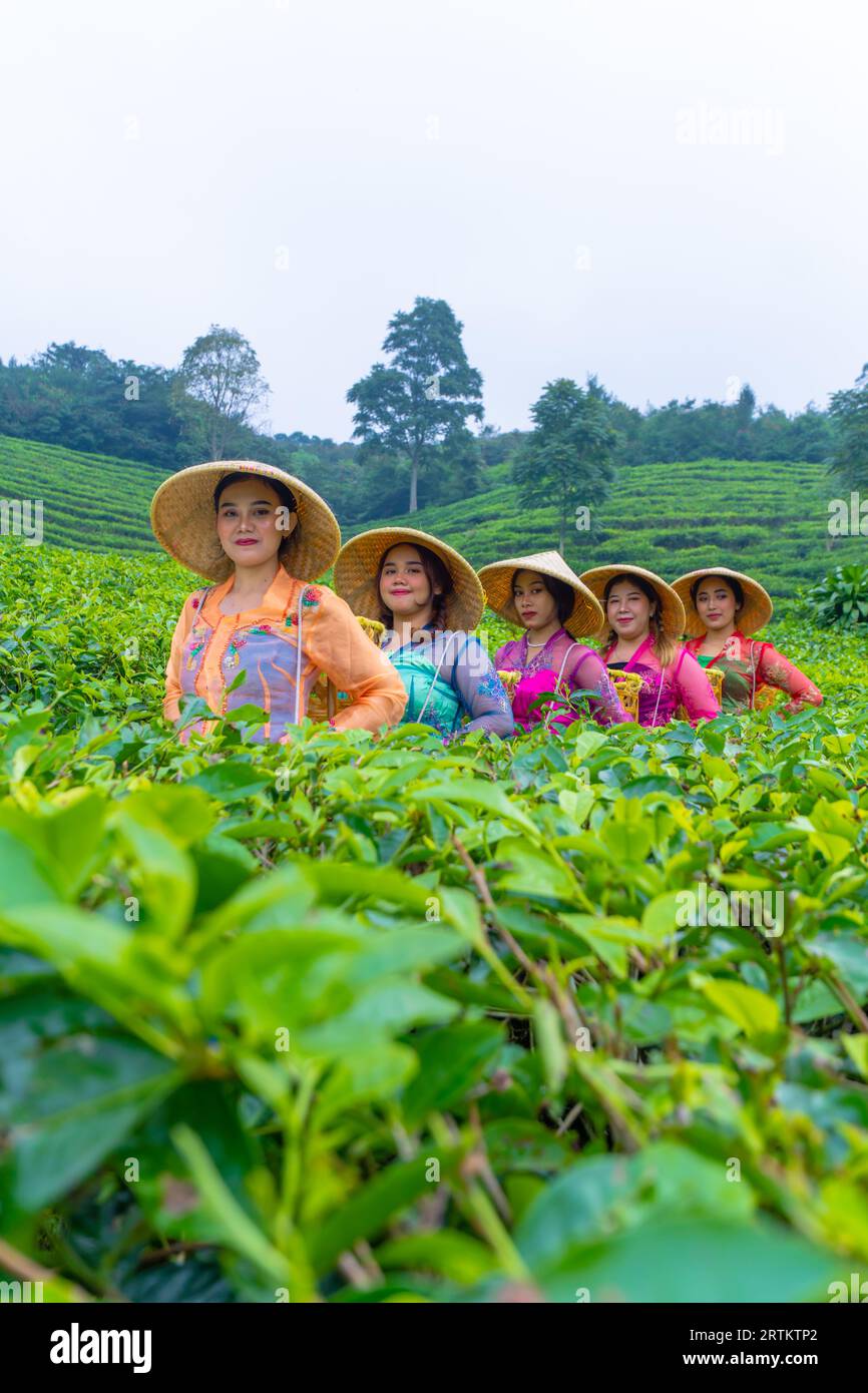 a group of tea garden farmers are marching amidst the green tea leaves ...